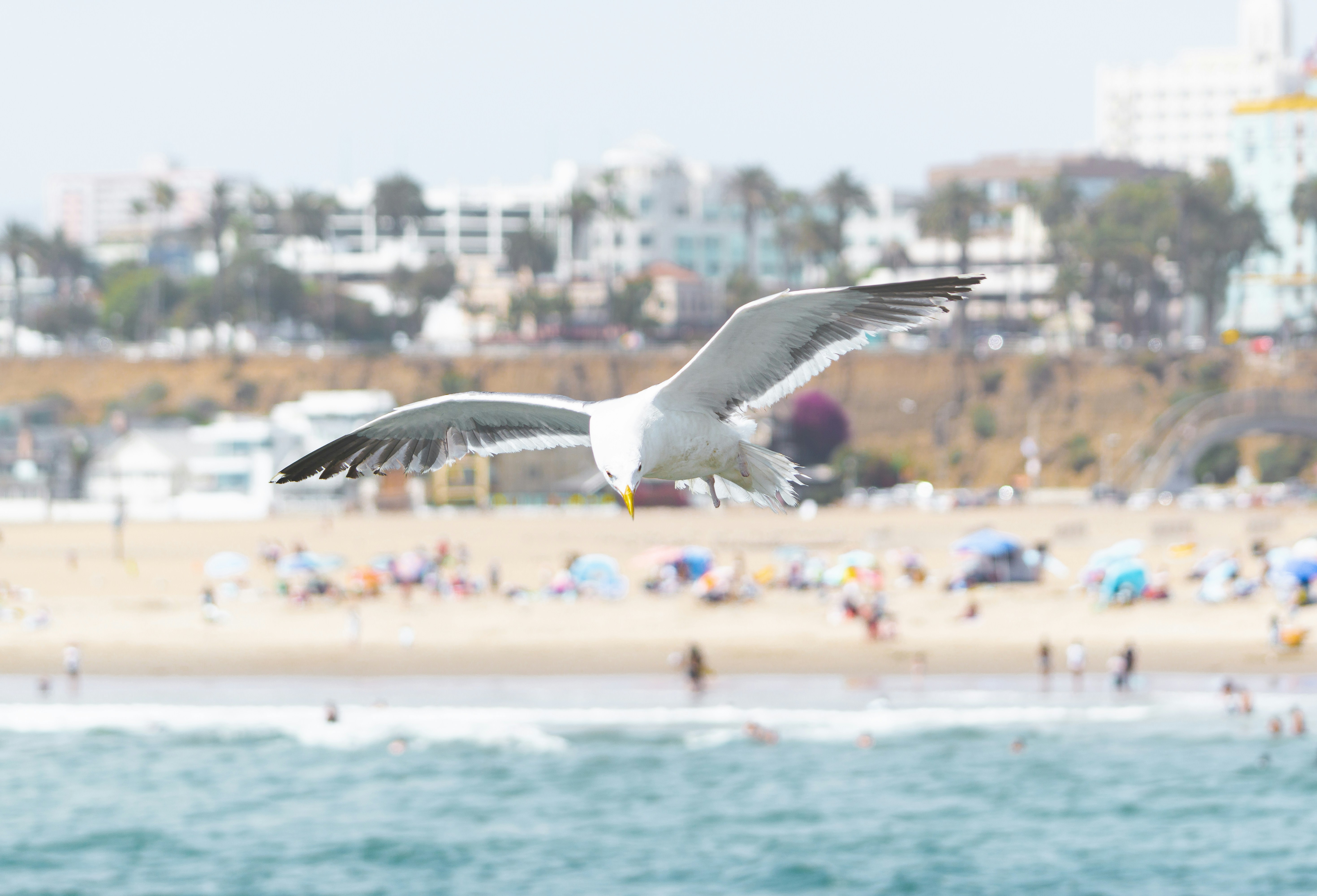 Seagull flying by the beach