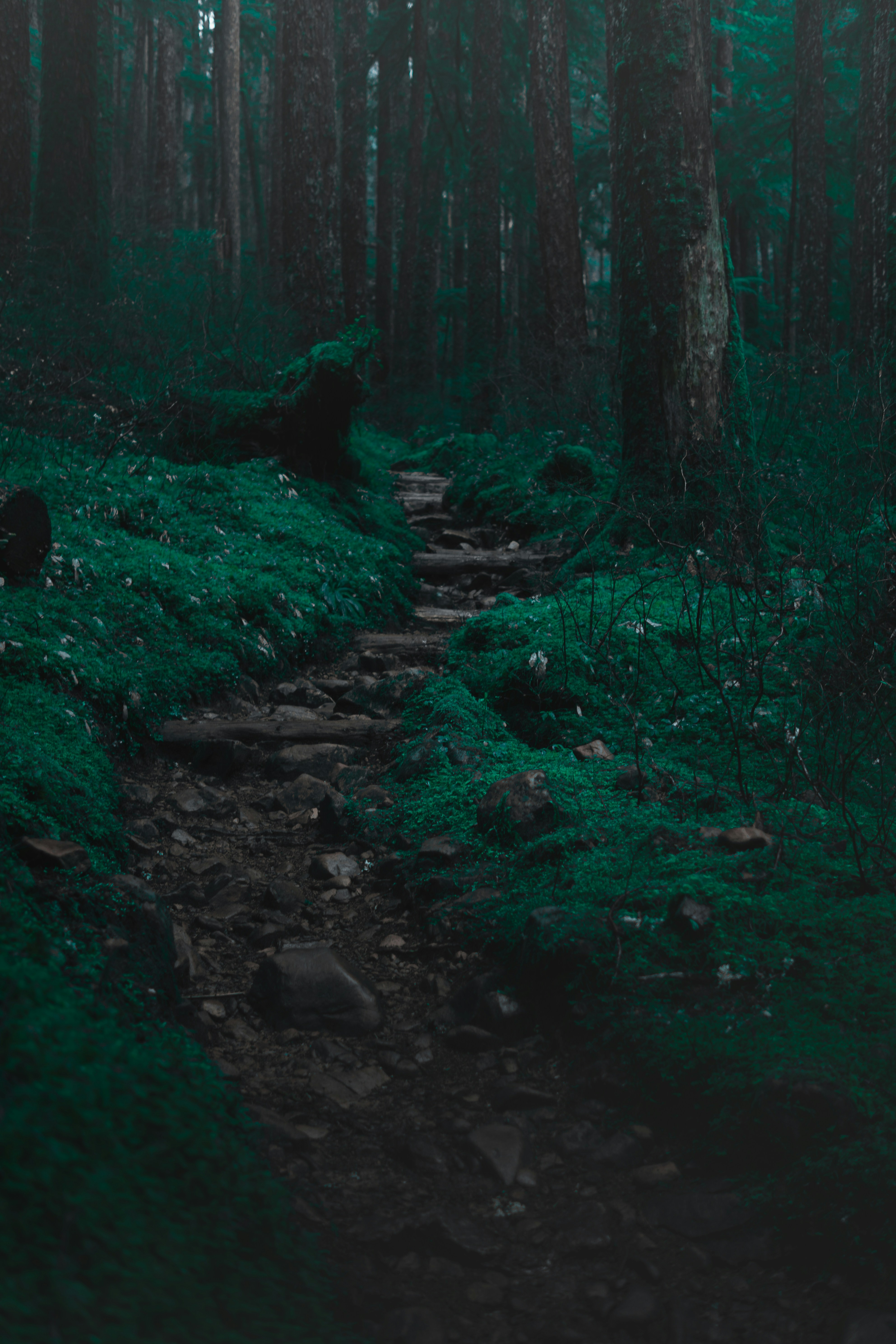 Enchanted Forest Pathway