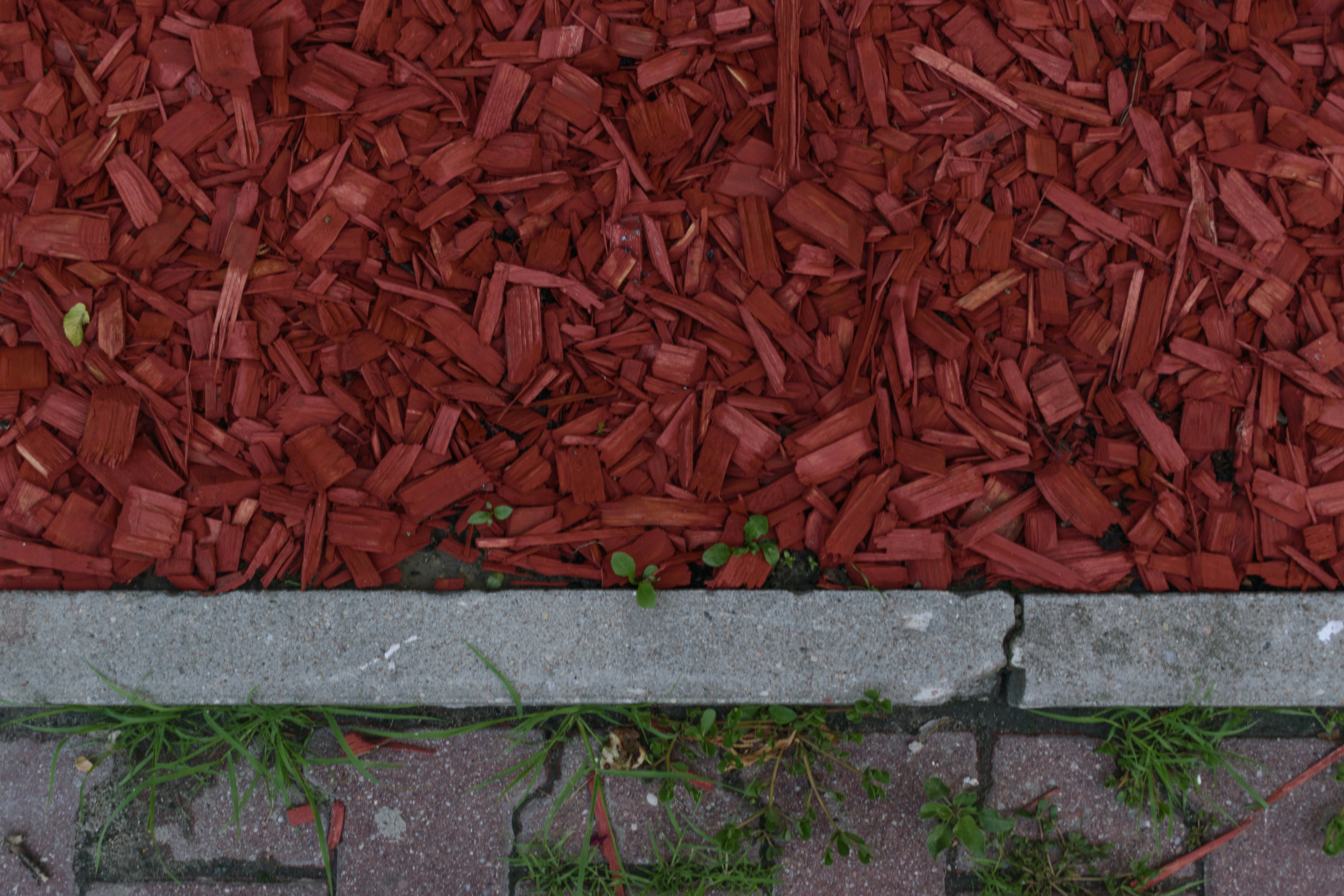 Borderline Green: A Tiny Sprout Anchors the Red Mulch Edge