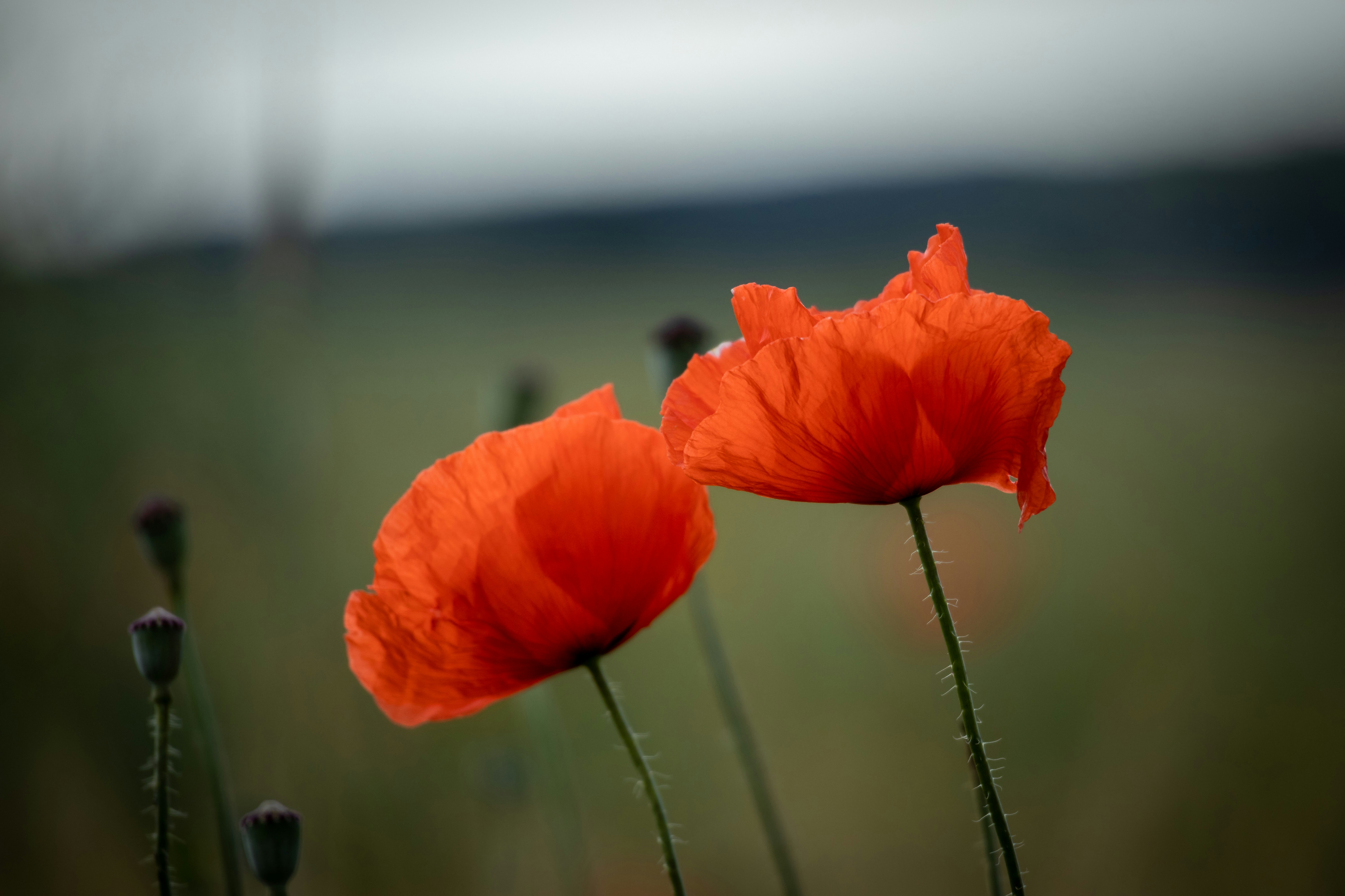 Two Papaver The poppies reach toward a soft horizon