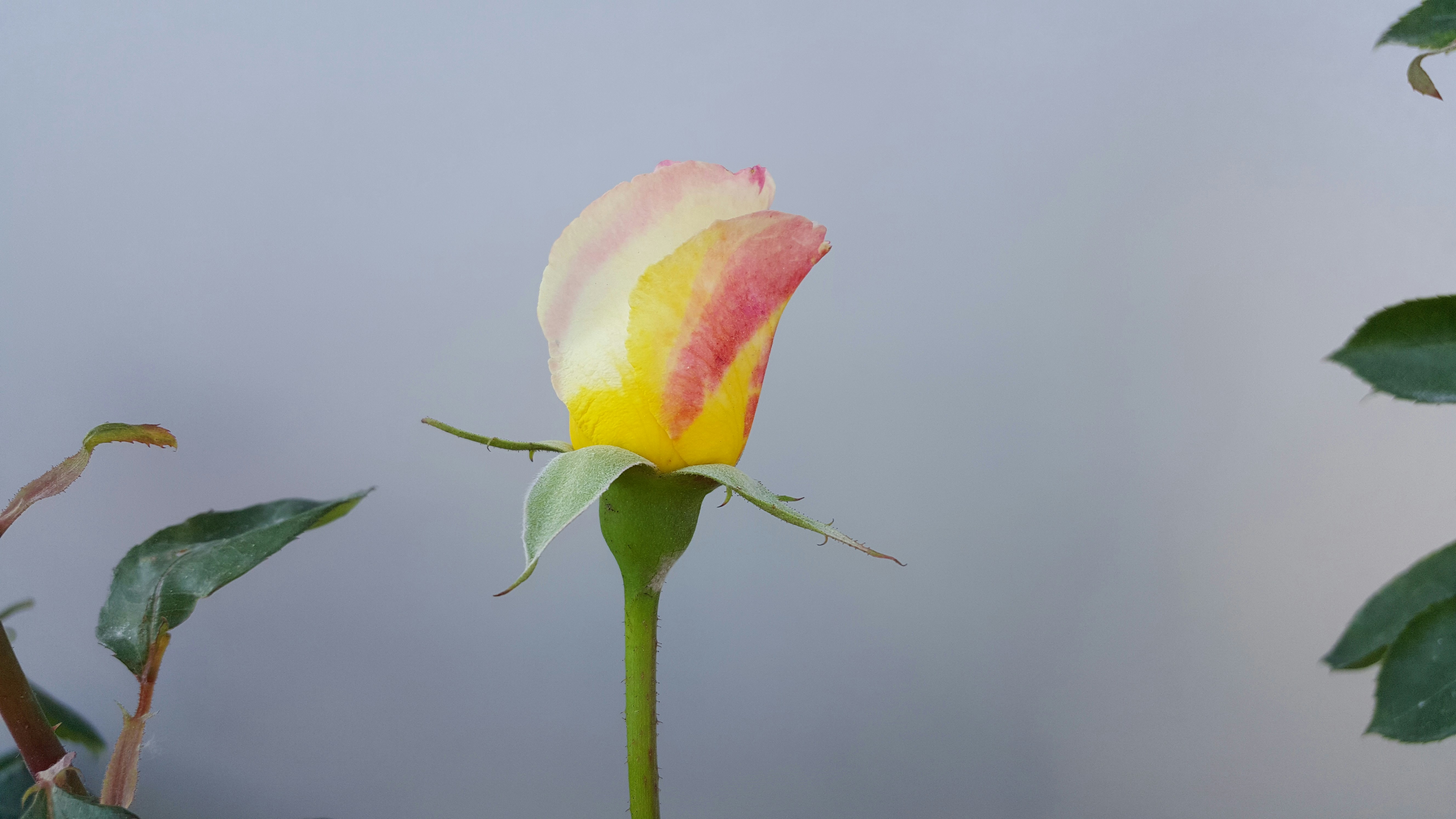 Petal Dawn: A yellow-pink rosebud against a soft gray backdrop