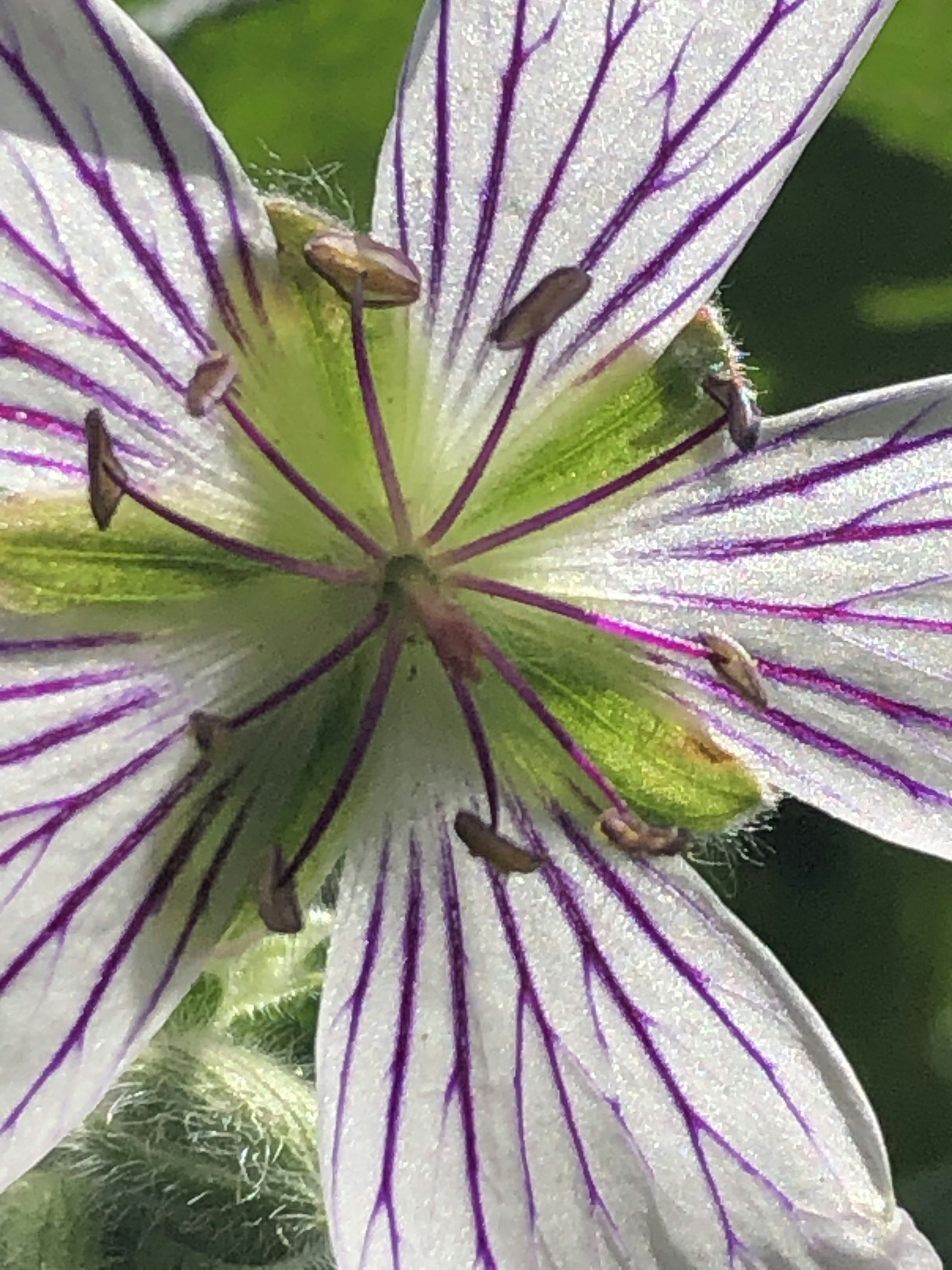 a bee on a purple flower