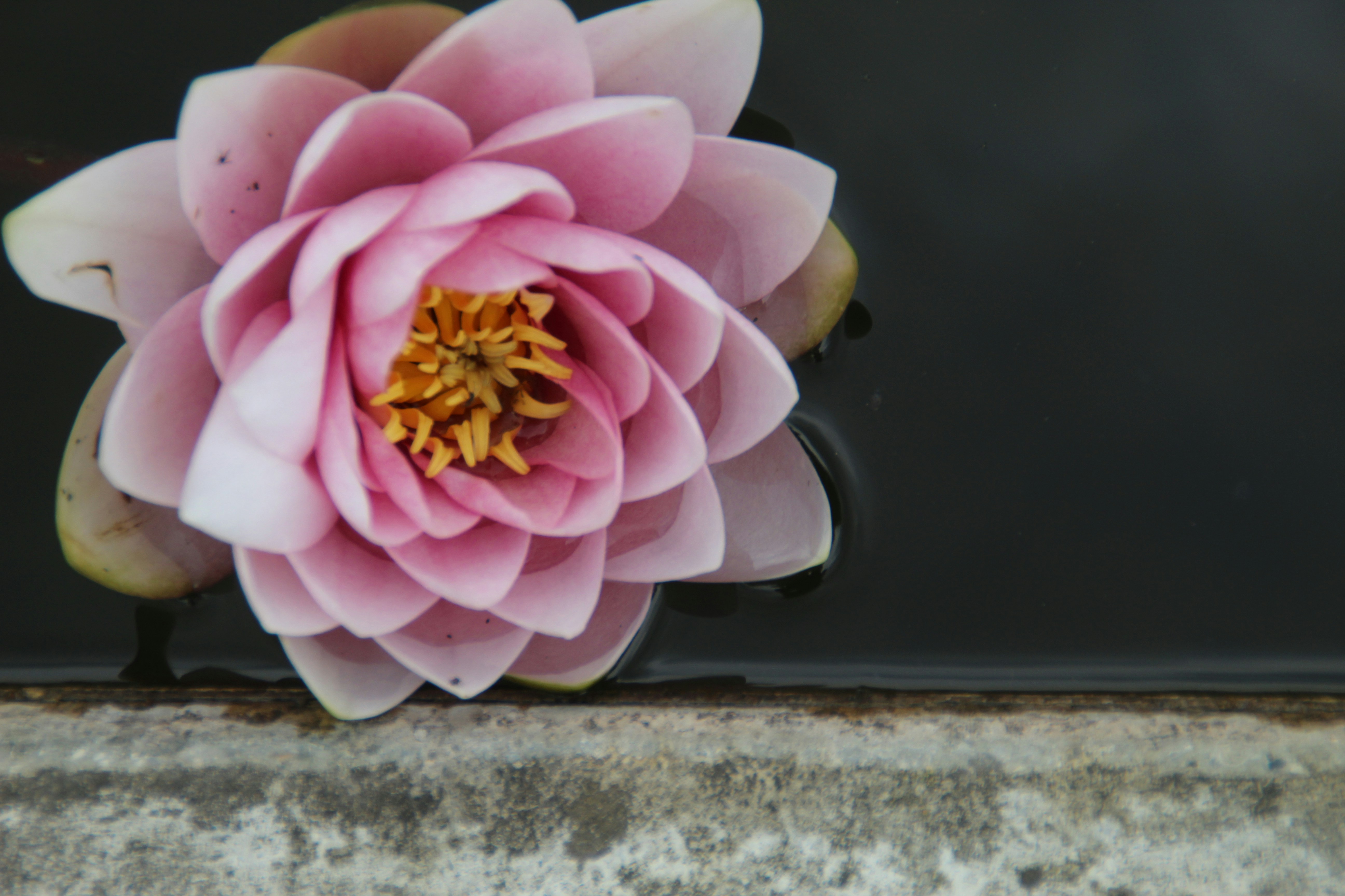 Pink Water Lily Nestled at the Waterline