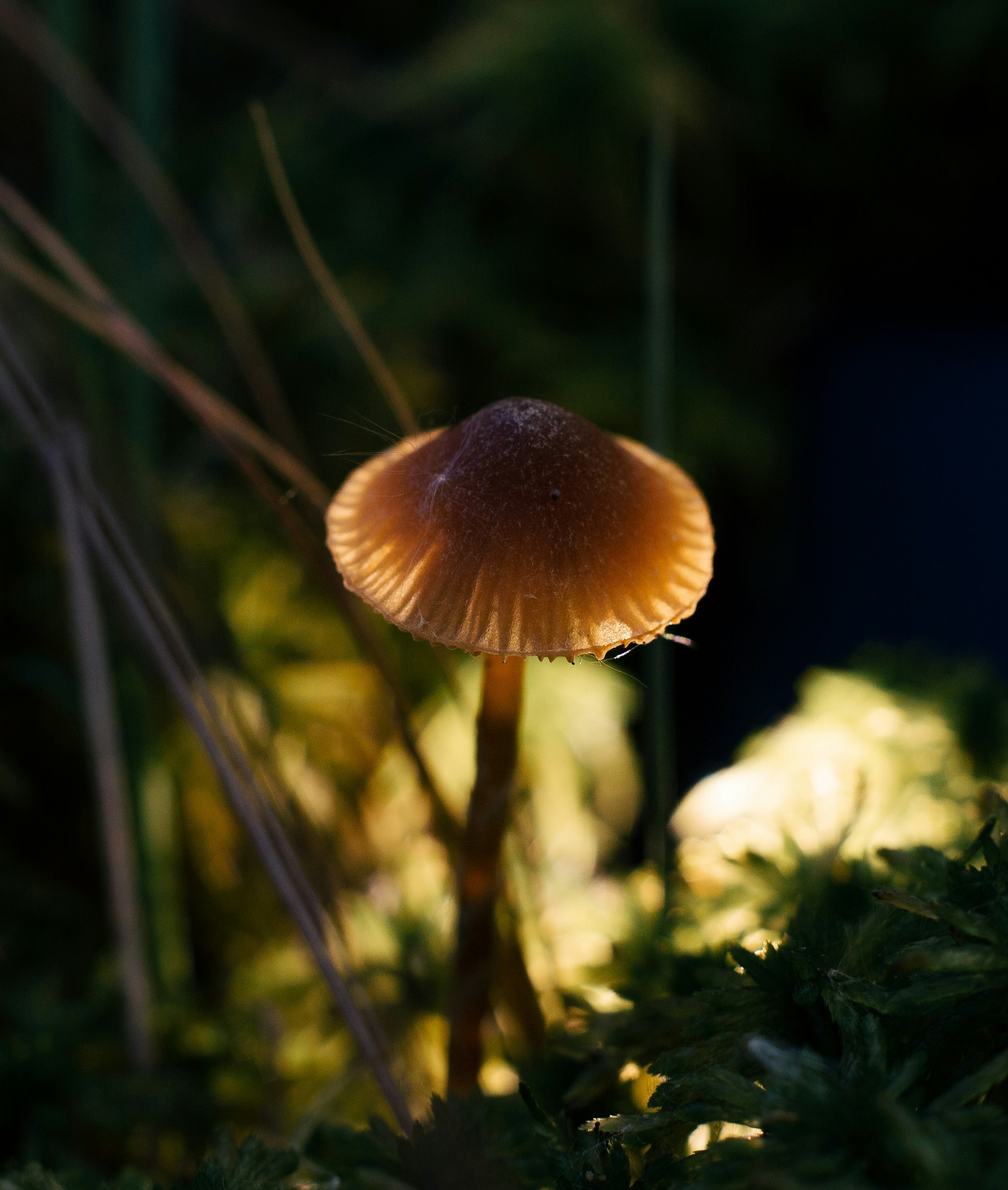 Champignon Macro Photos | Télécharger des images gratuites sur Unsplash