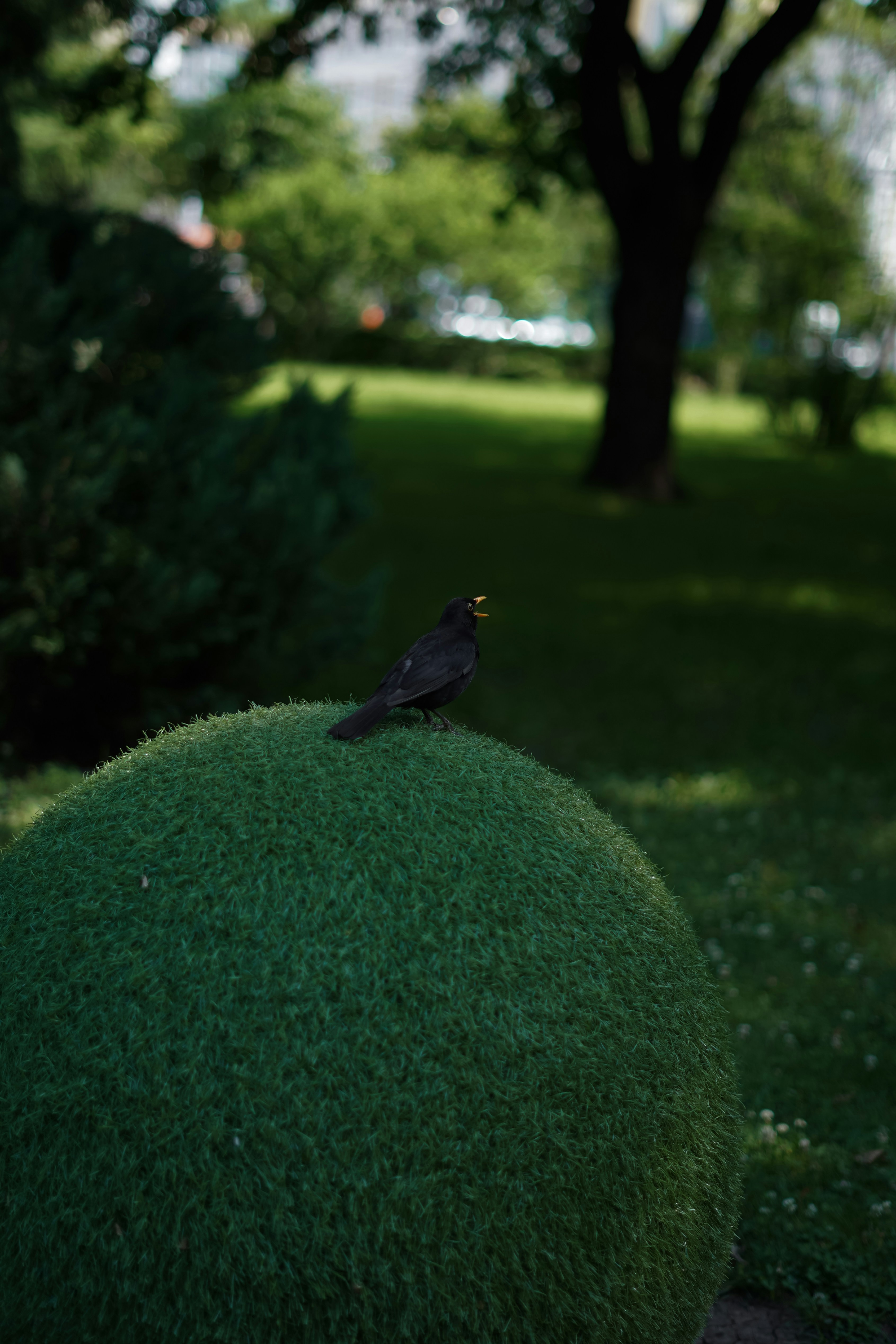 Crow on a Velvet Topiary: A Quiet Moment in the Sunlit Park