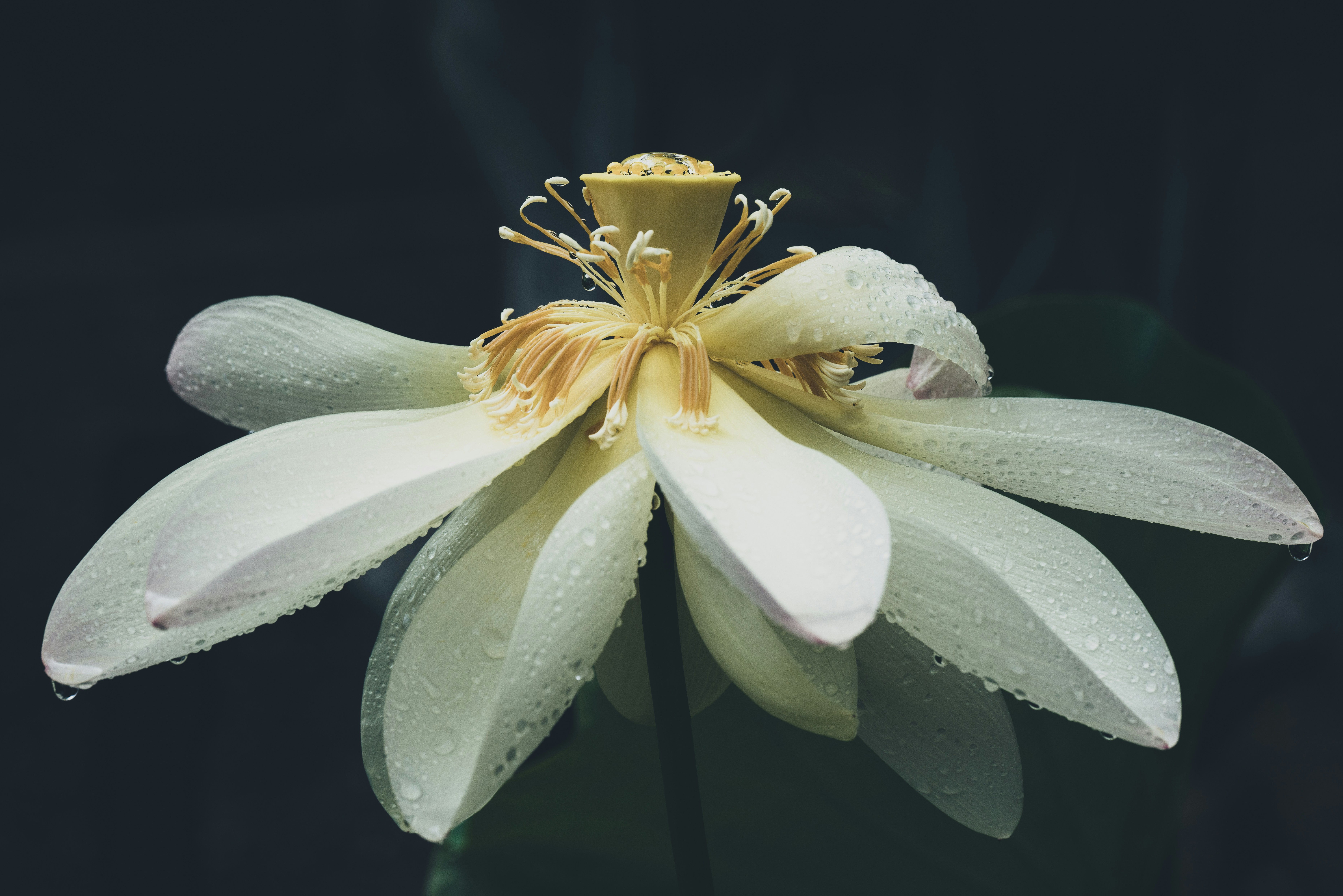 Photo by Ritz with Sony Alpha 7R III