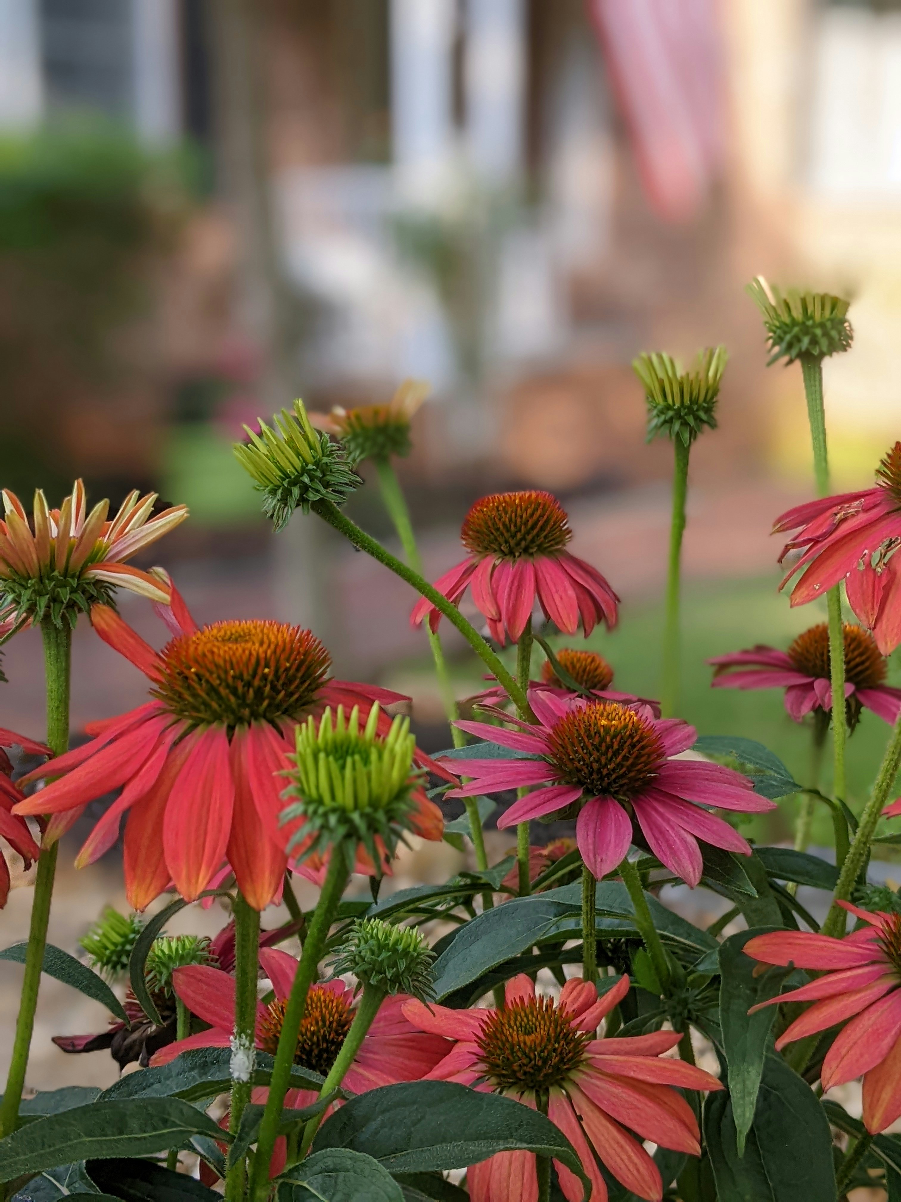 A group of flowers photo – Free Plant Image on Unsplash