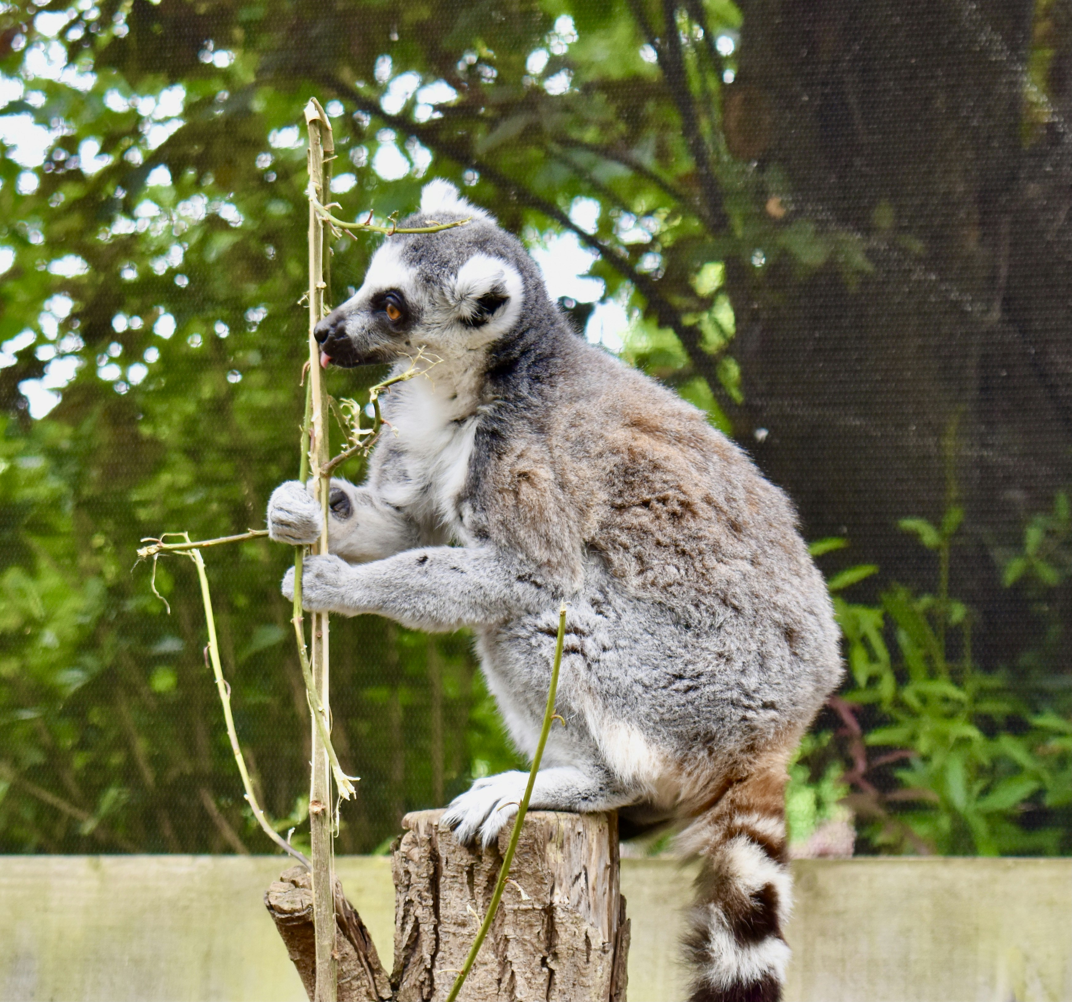Curious Ring-tailed Lemur Perched on a Weathered Post