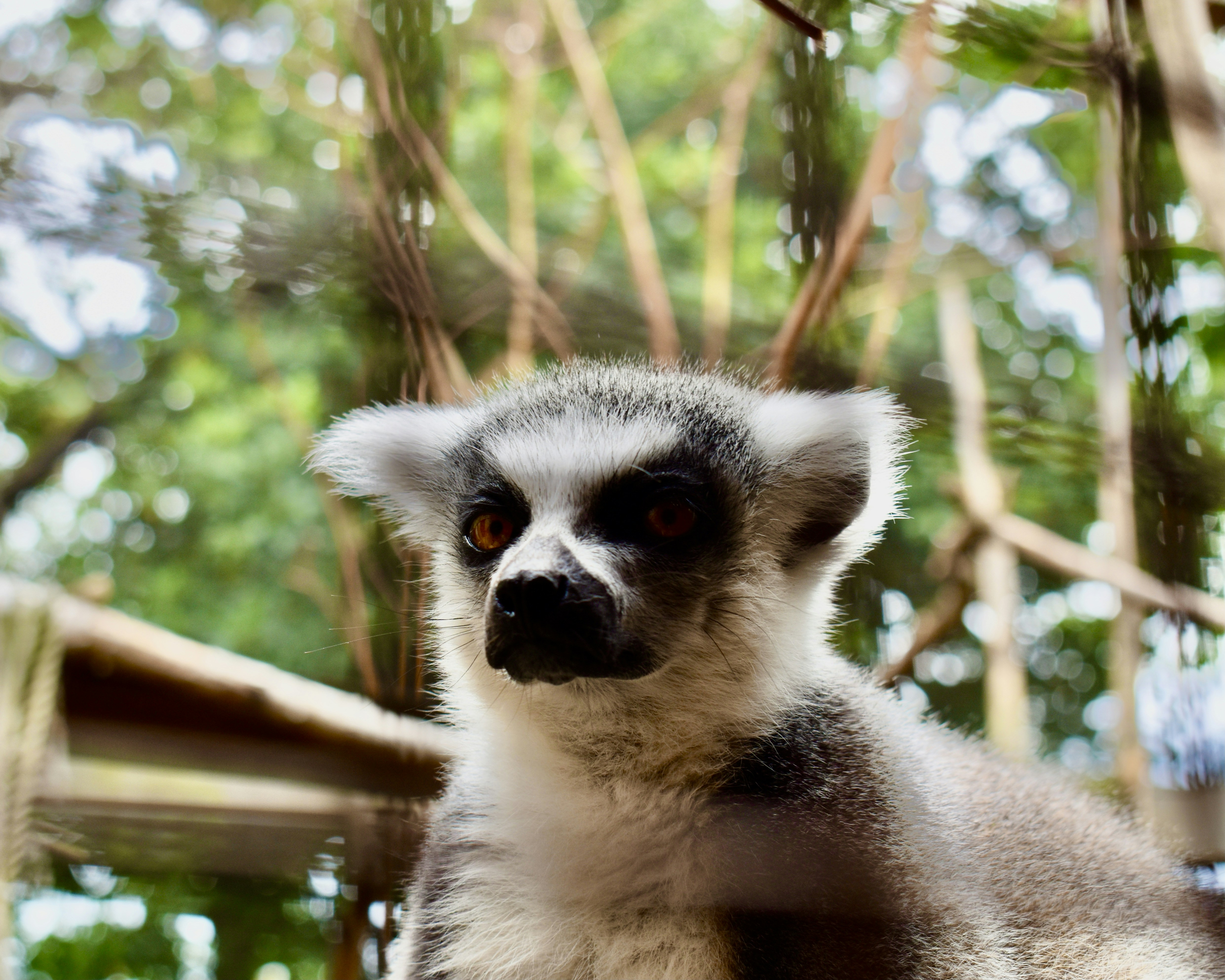 Glimpse Through Glass: A Lemur Portrait in a Lush Frame