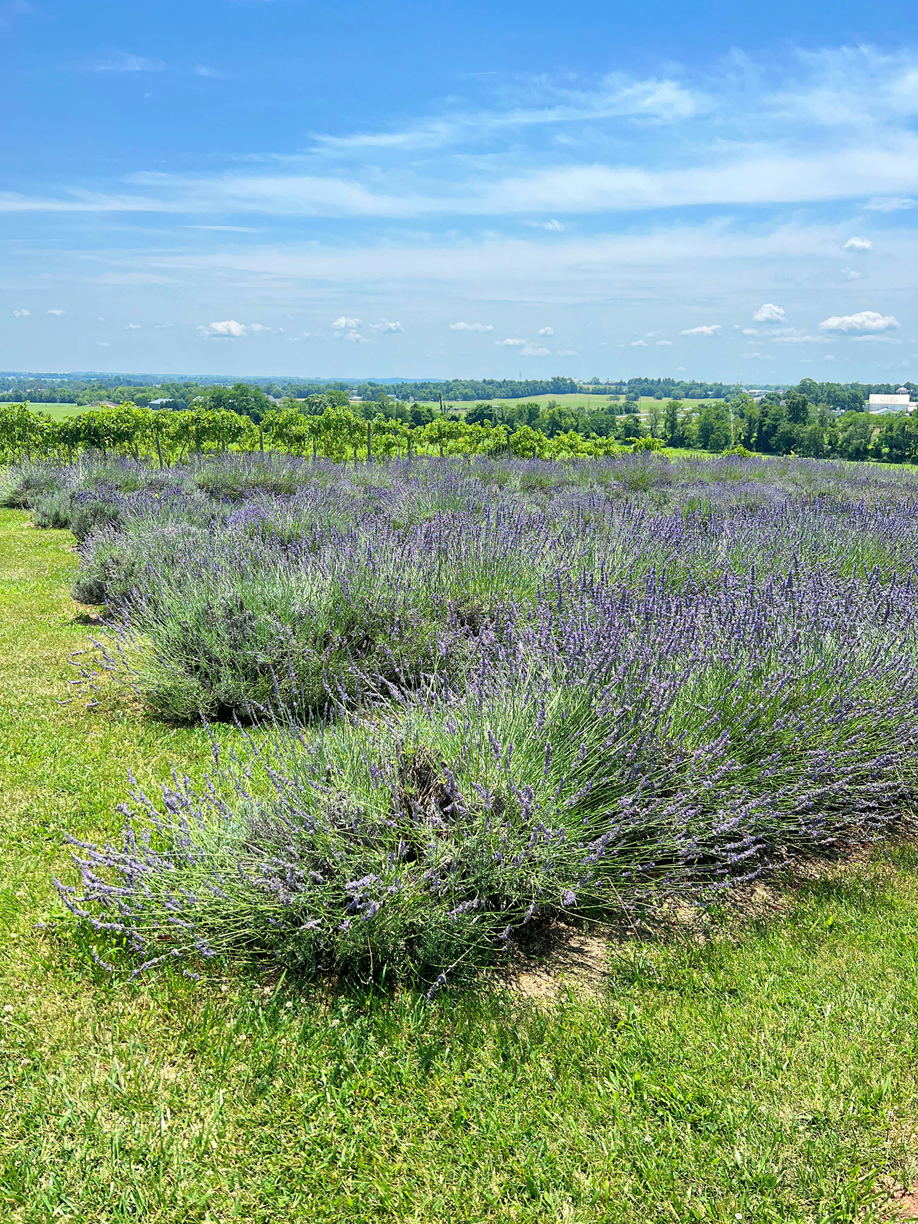 Lavender field 