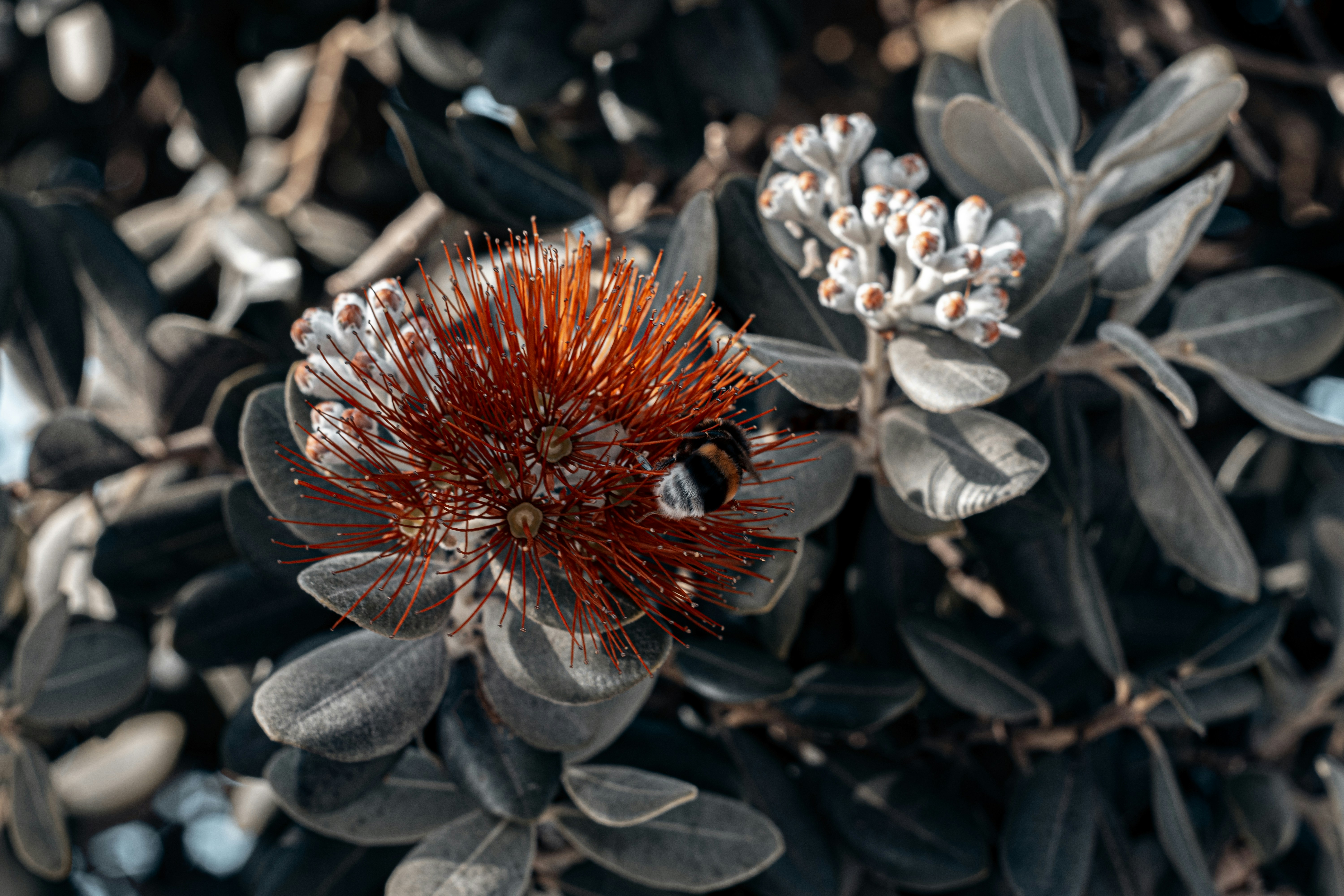 a close up of a flower