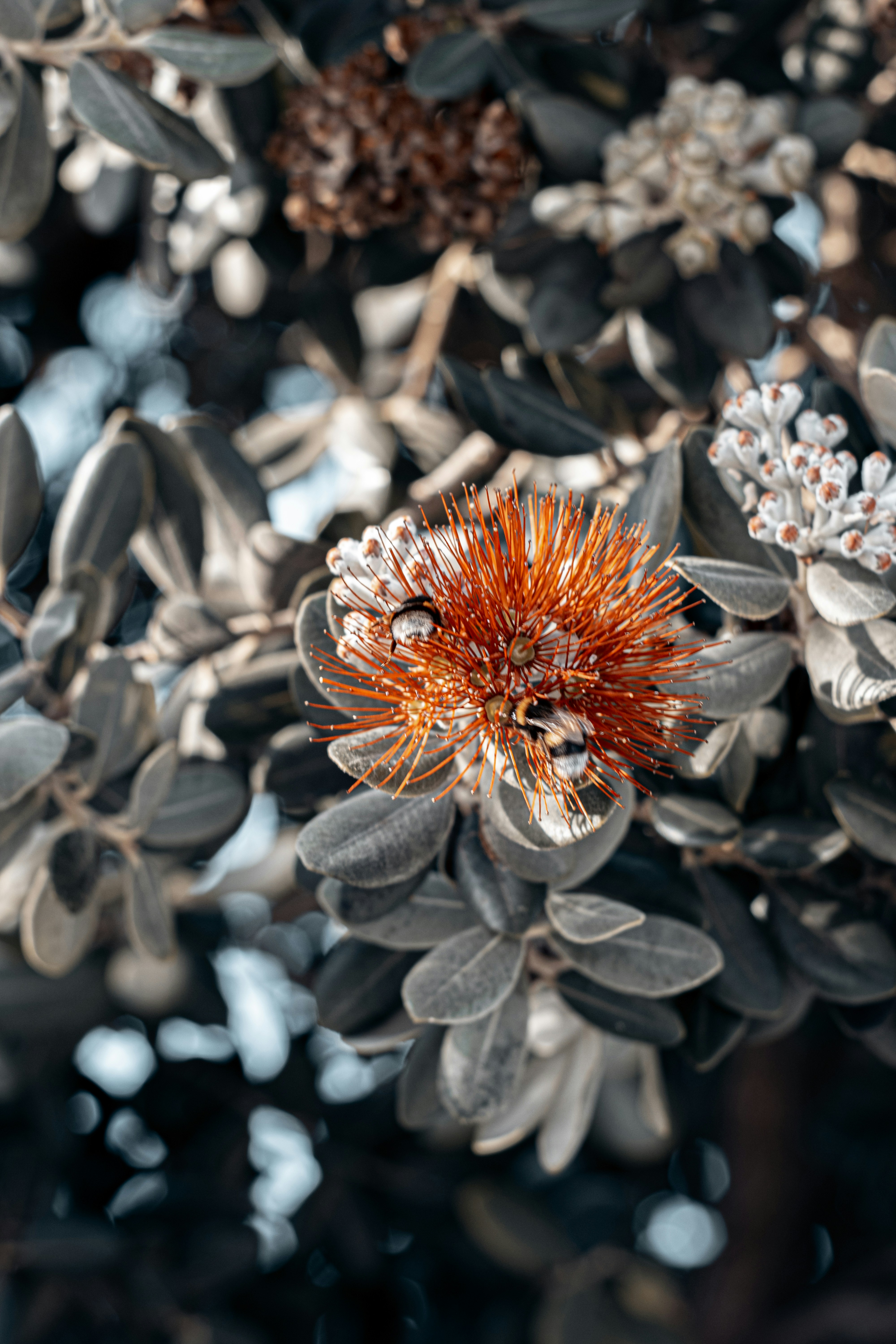 a close up of a flower