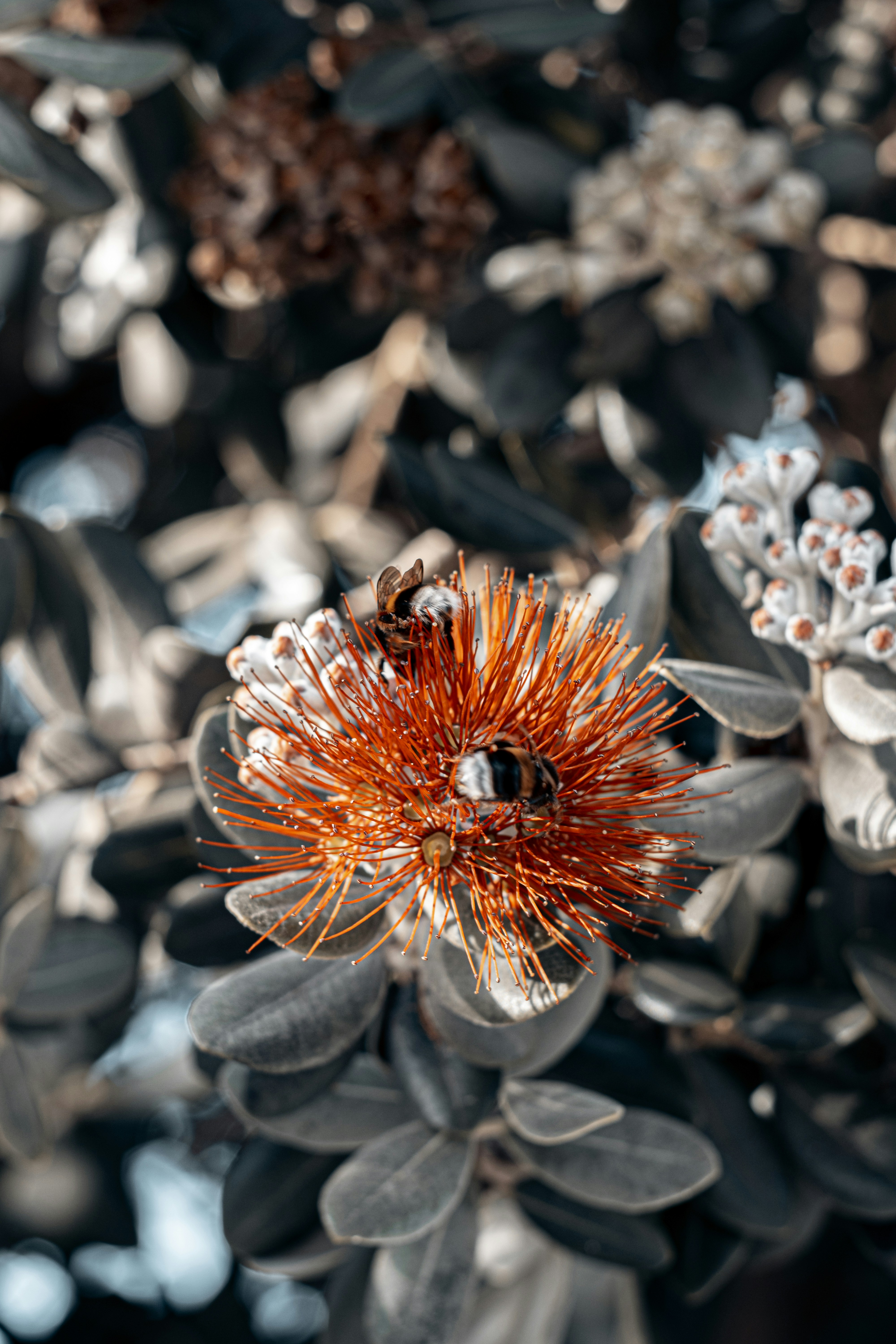 Crown of Fire: Bees at the Core of a Bottlebrush Bloom