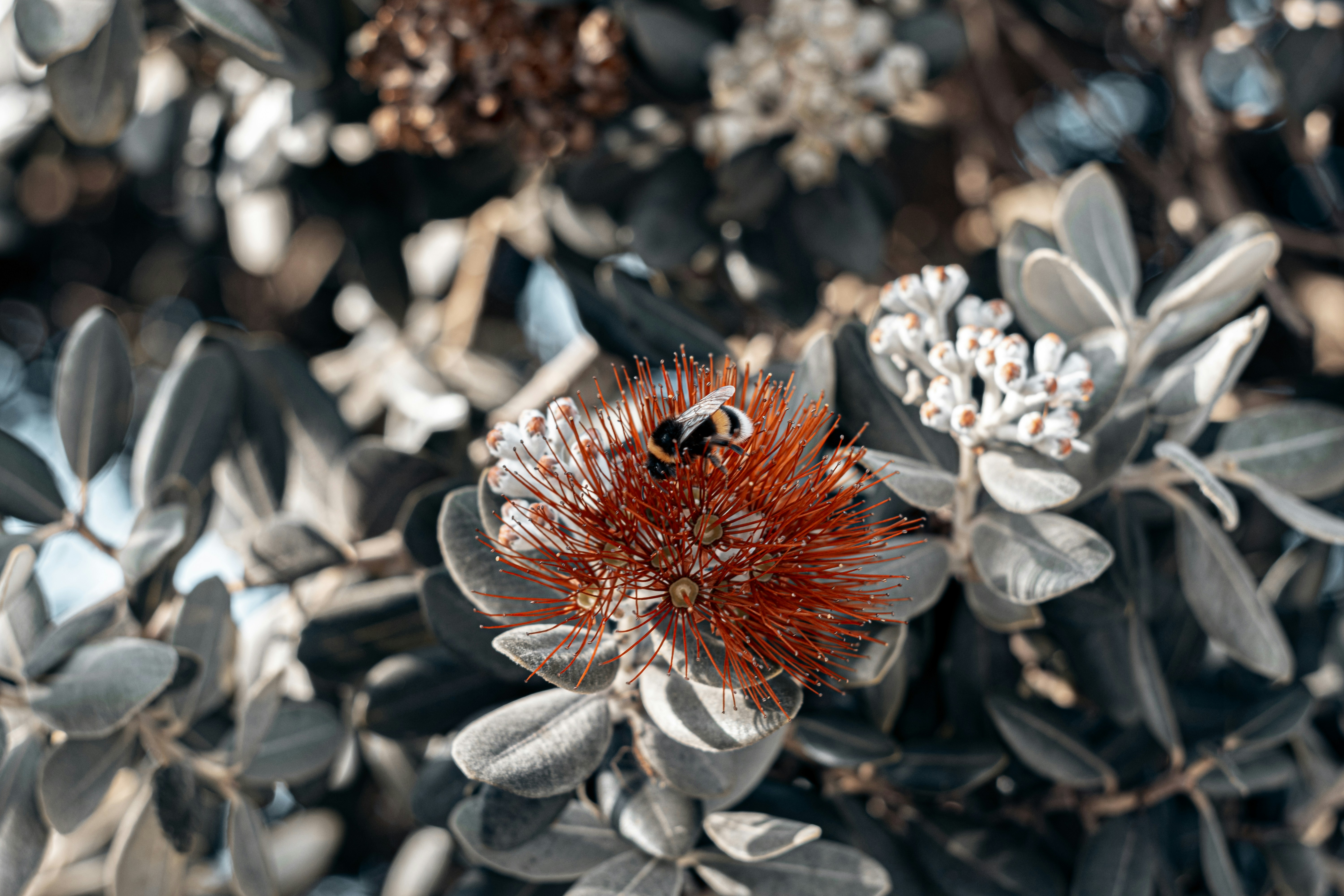 Red Bottlebrush Bloom with Shielding Foliage