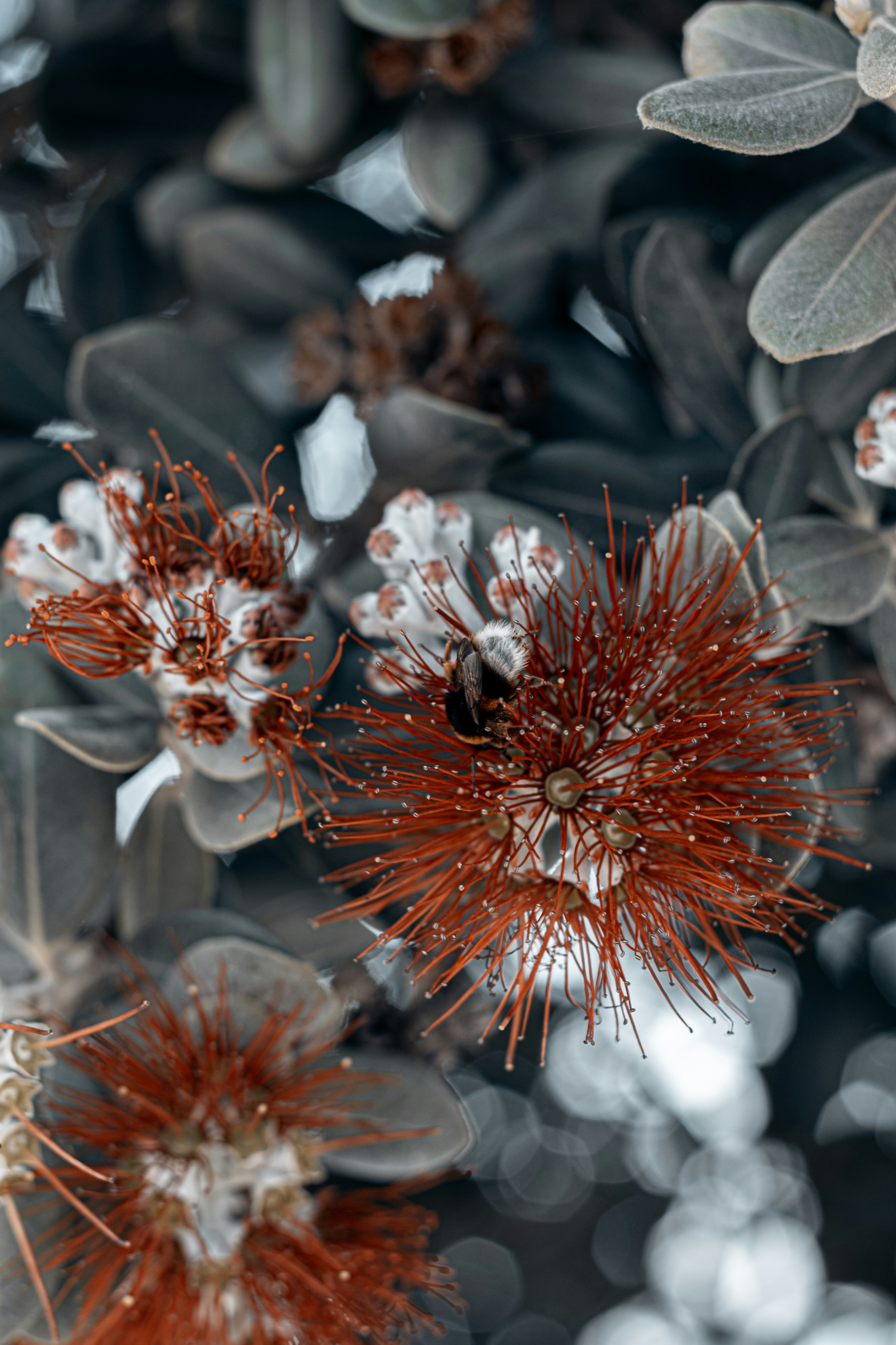 a group of flowers