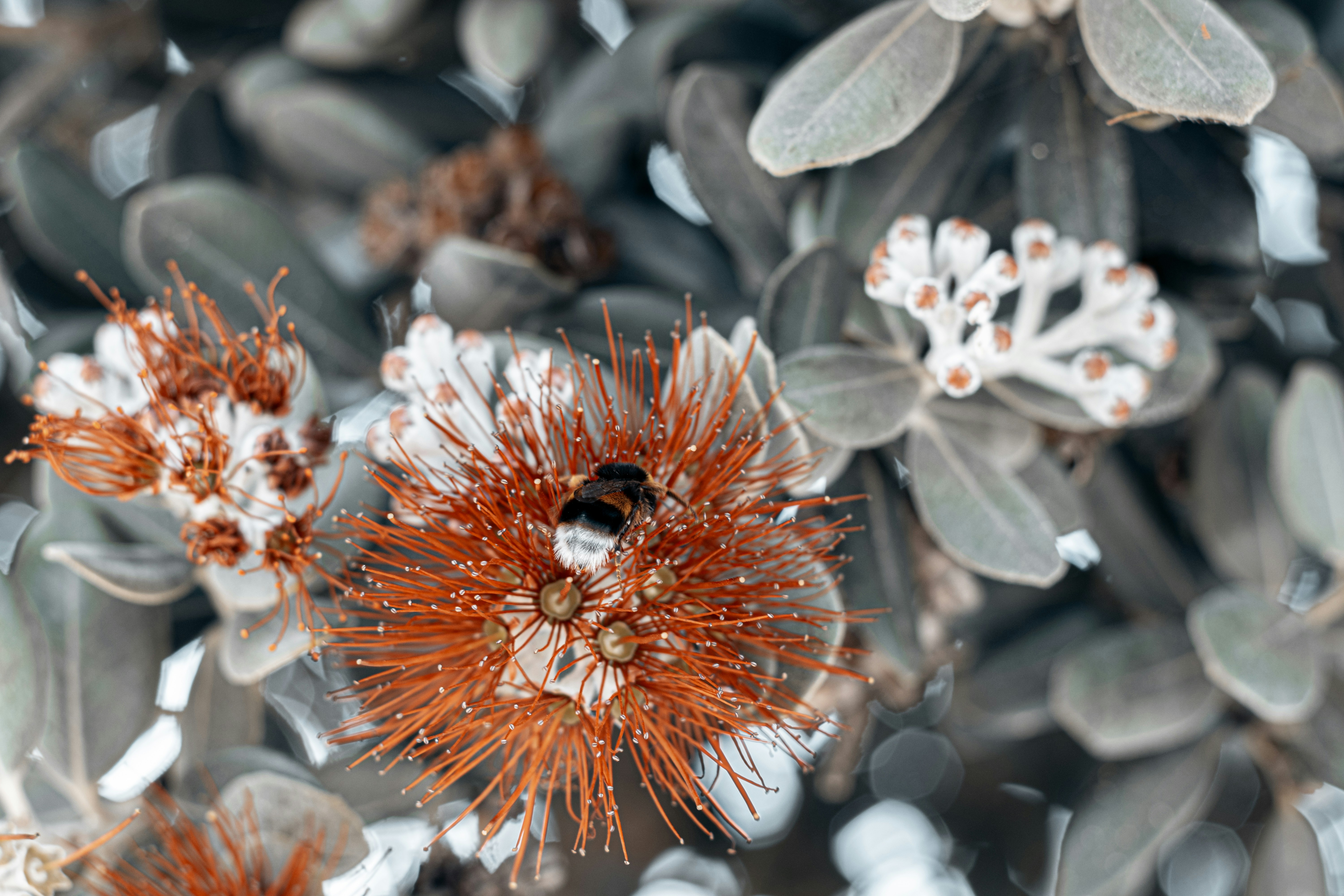 Ember Crown in Silvery Foliage: A Close-Up of a Spiky Orange Bloom