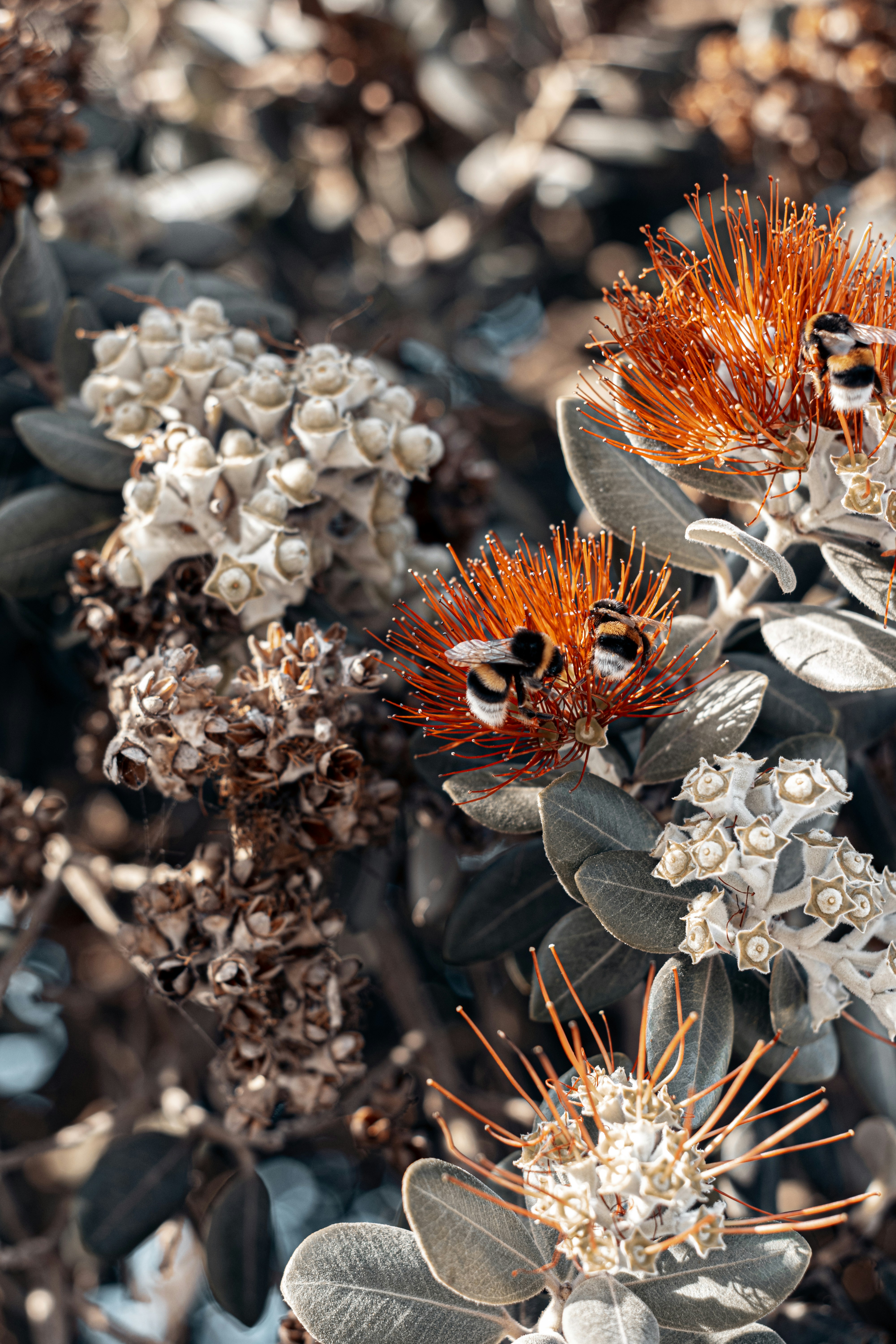 A butterfly on a flower photo – Free Flower Image on Unsplash