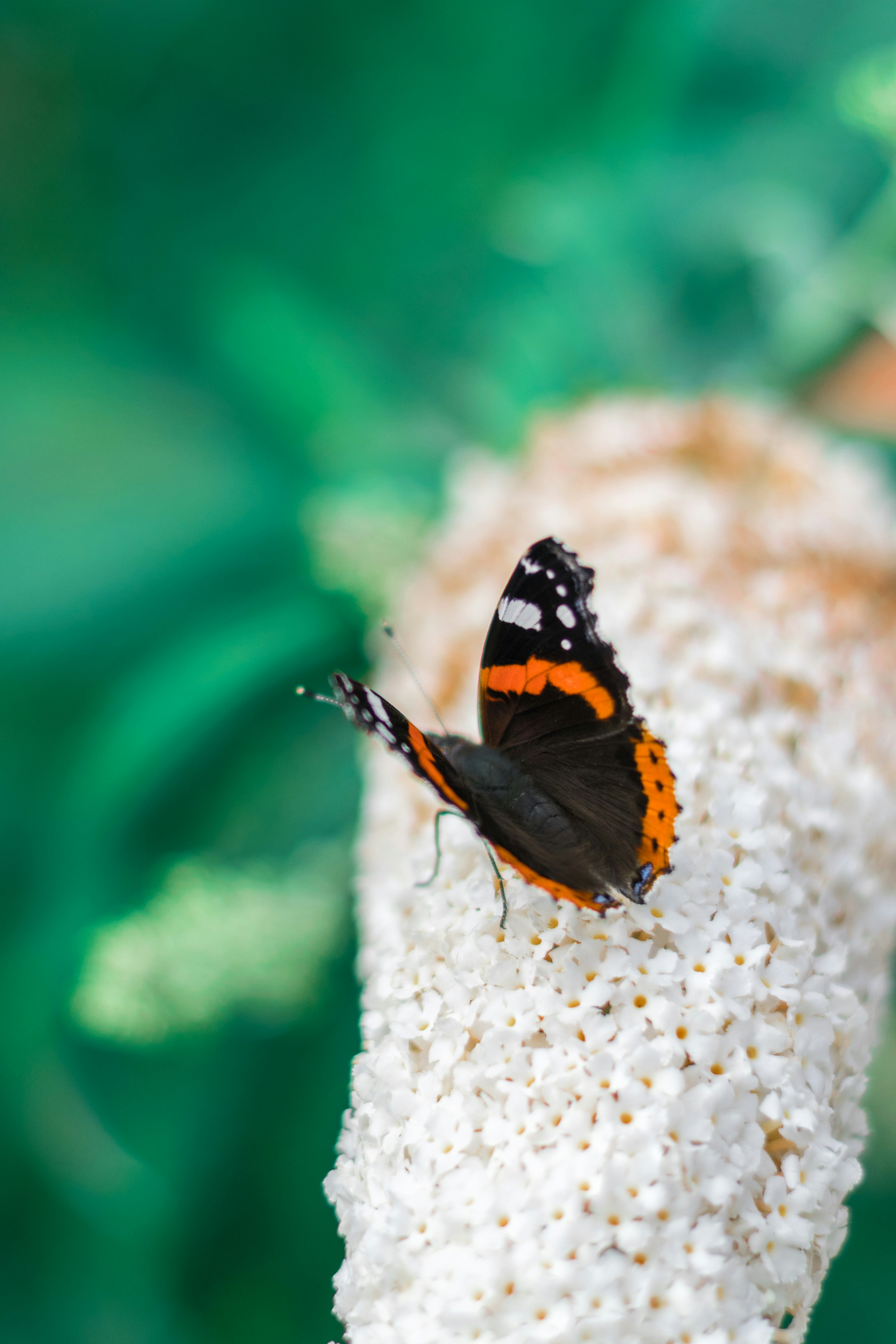 Red Admiral perched on a snowy white stalk amid emerald blur