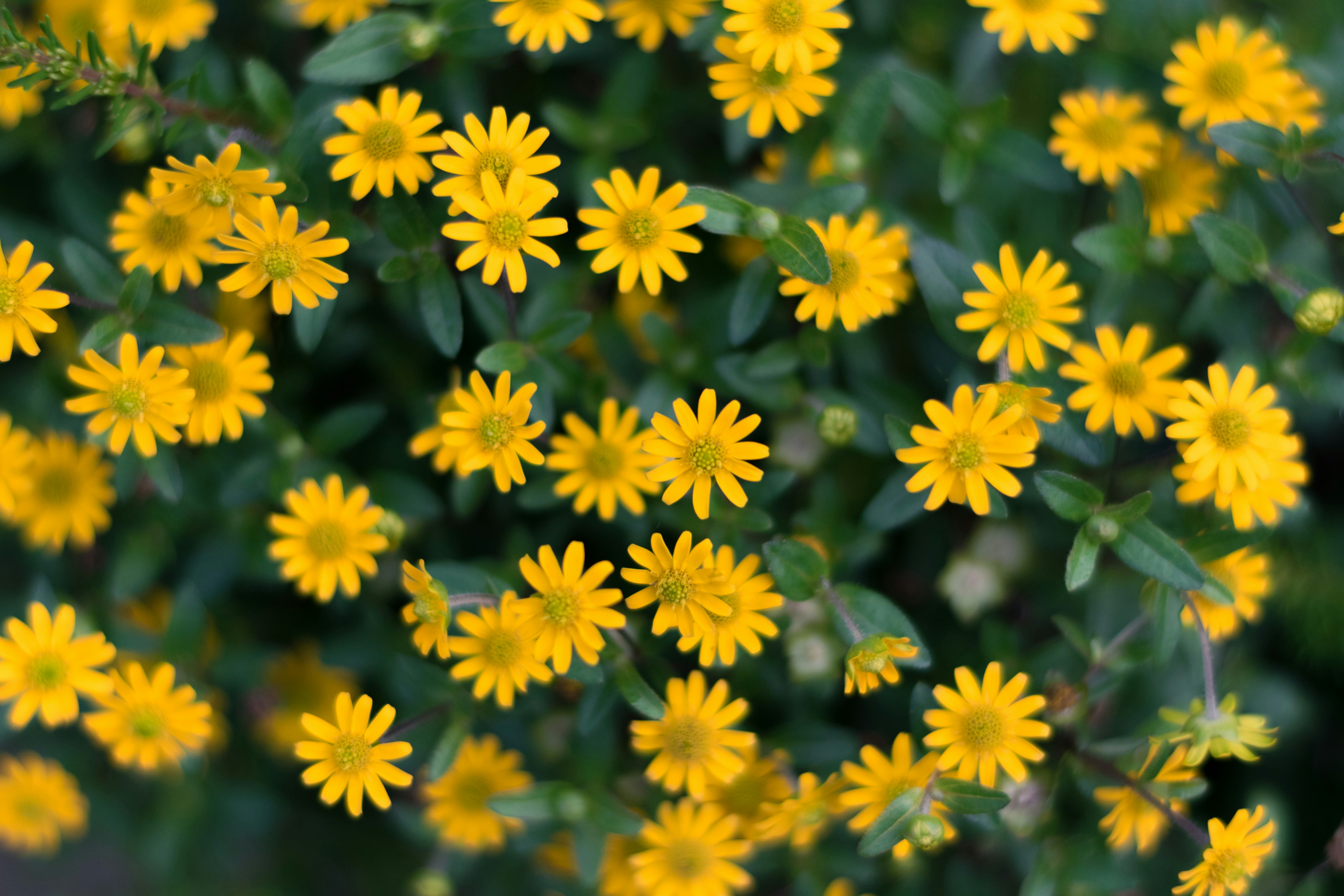 Don't thank me, thank my new prime lens and its brilliant shallow depth of field for this stunning photograph.