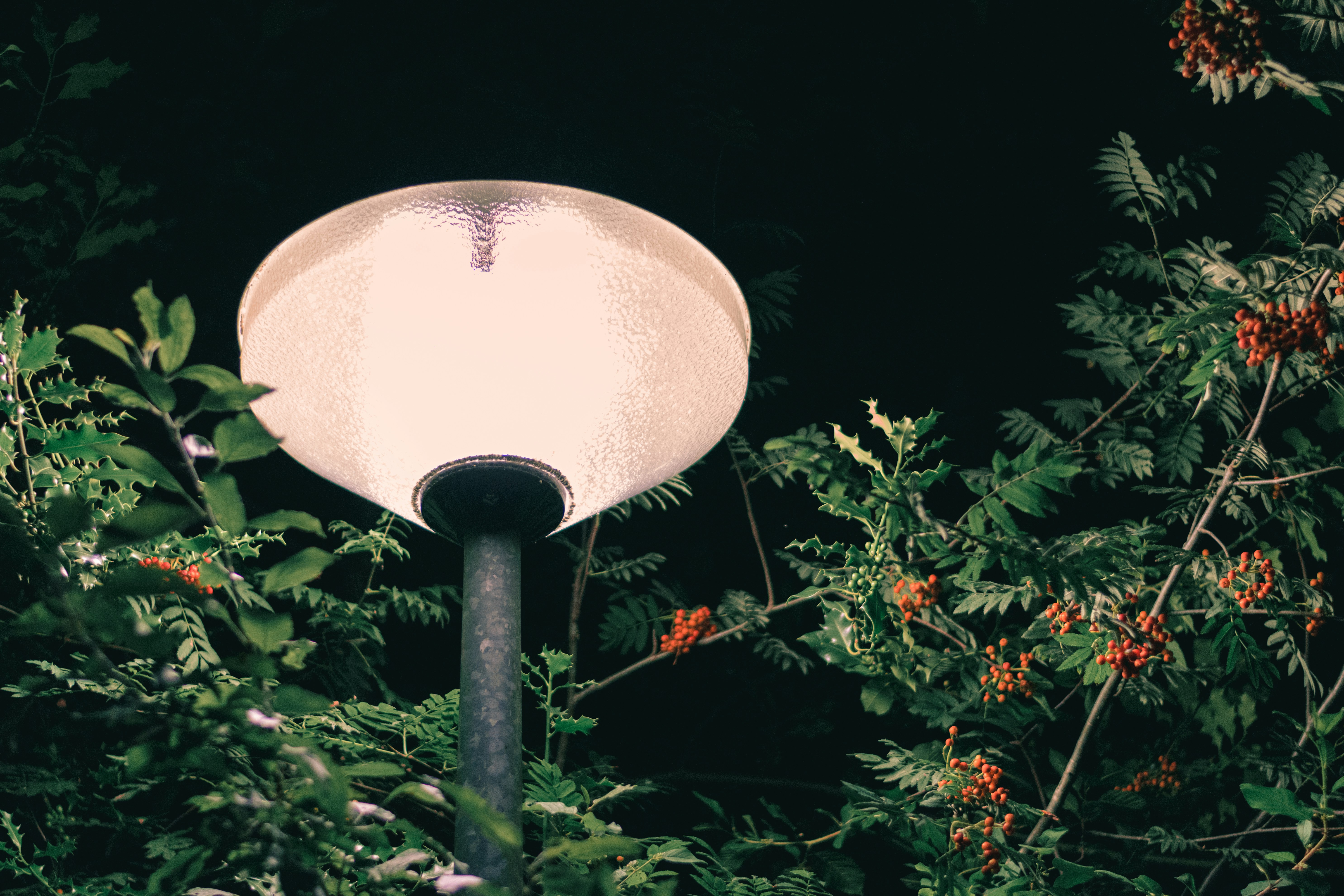 An eerie-looking streetlight almost taken over by a wild tree.