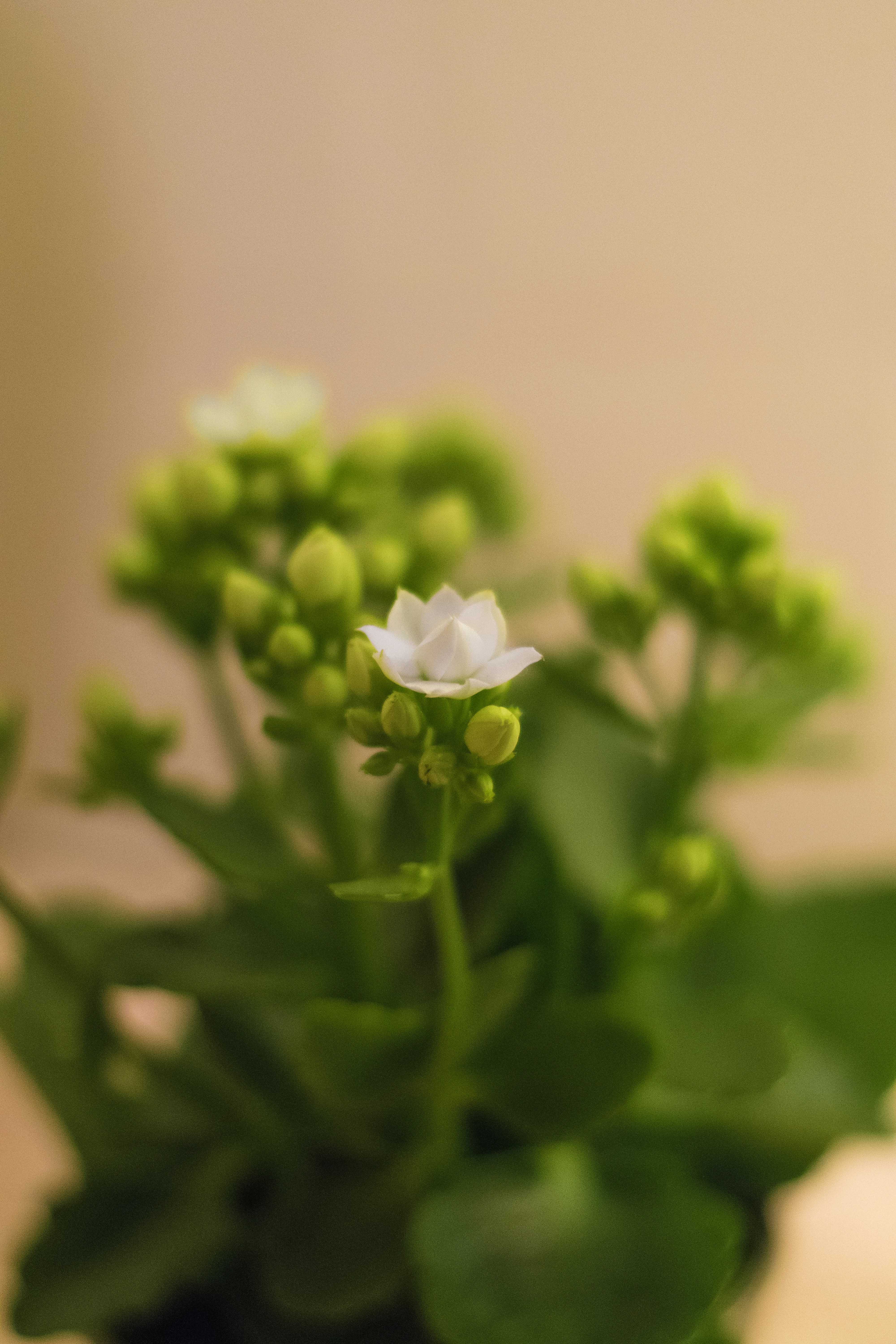 Center Stage: A Petite White Bloom Among Budding Emeralds