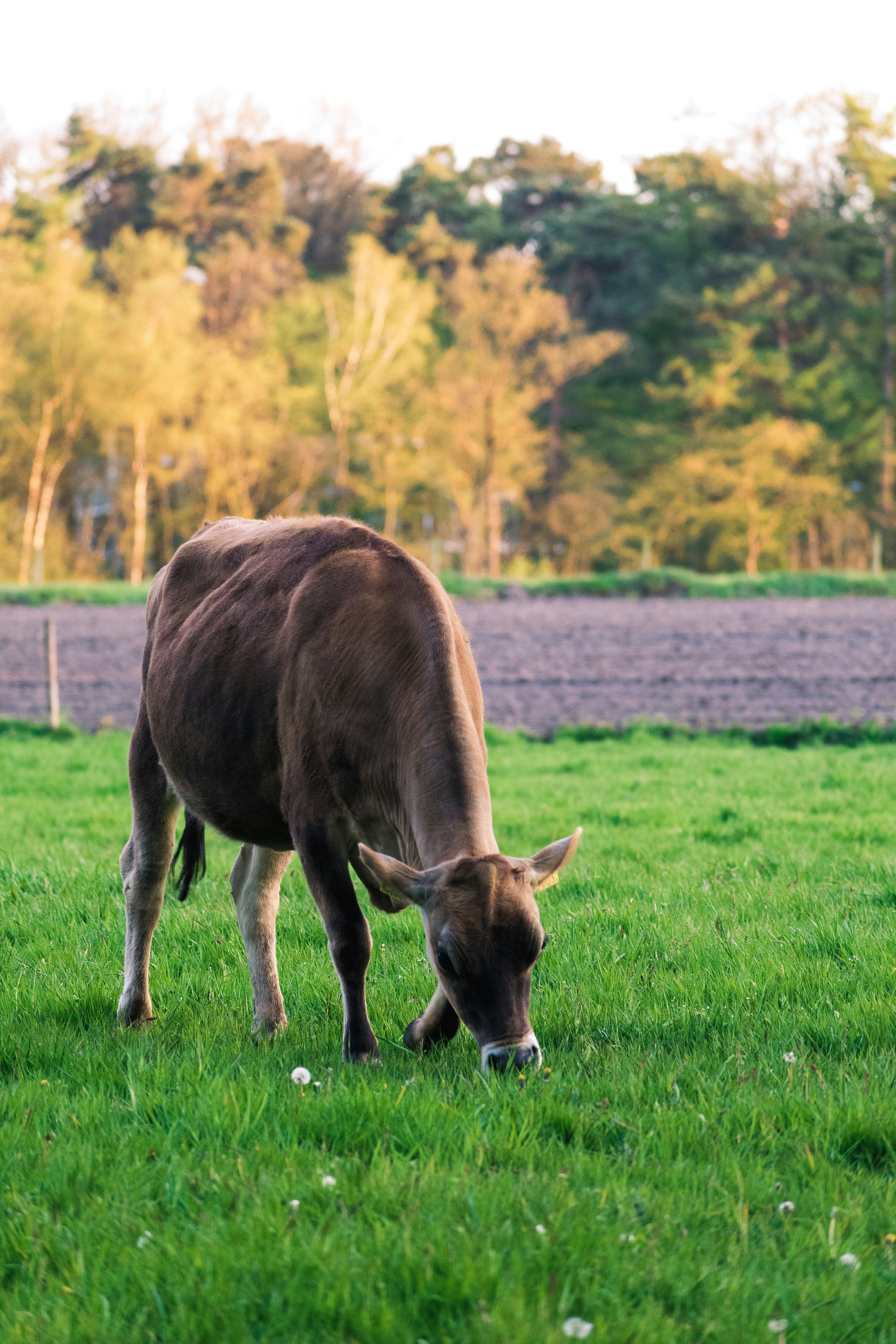 Your standard-issue cow, nothing special, mooving on. | a cow grazing in a field