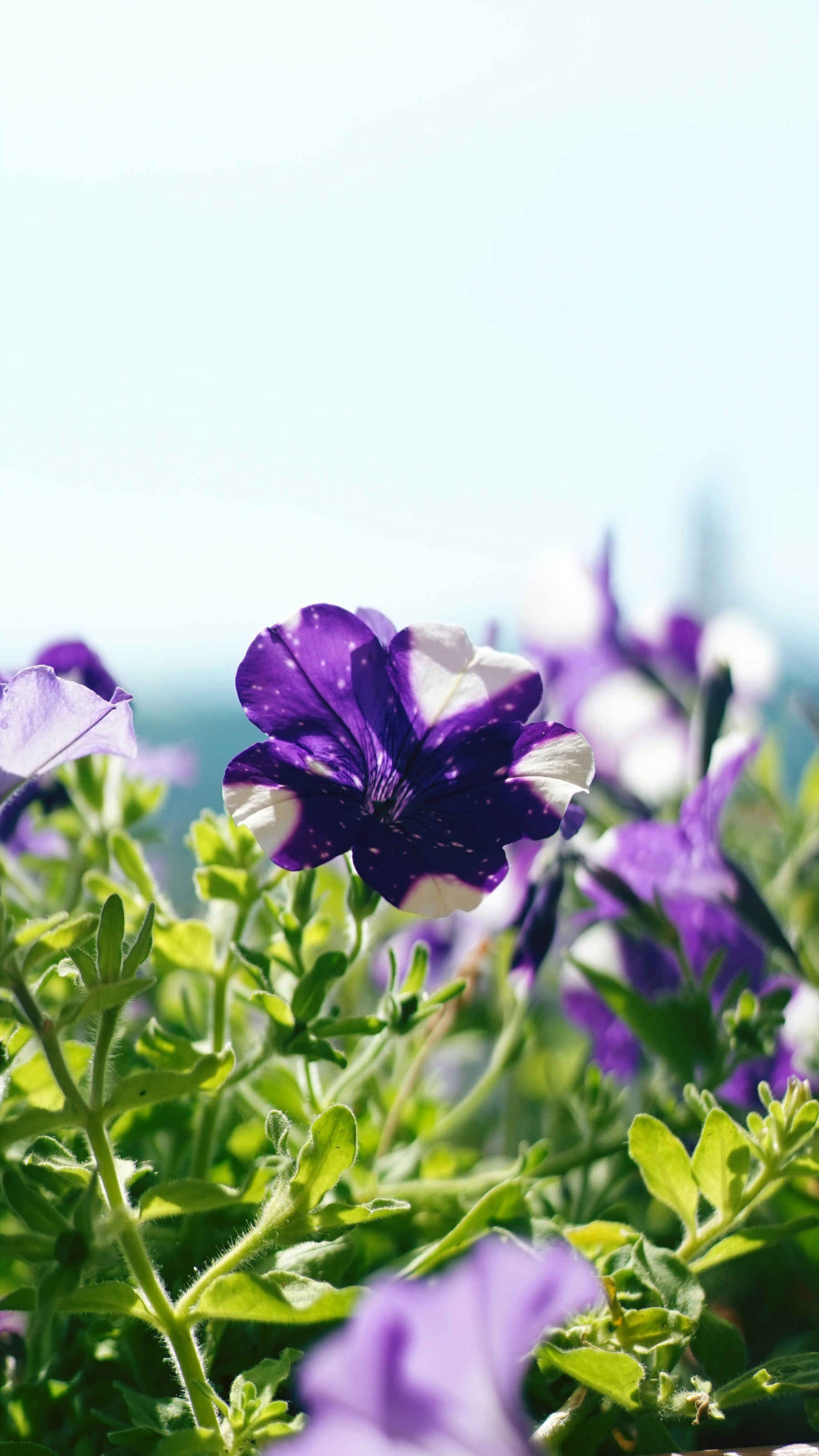 Velvet Edge Petunia: A Sunlit Moment in a Sea of Green