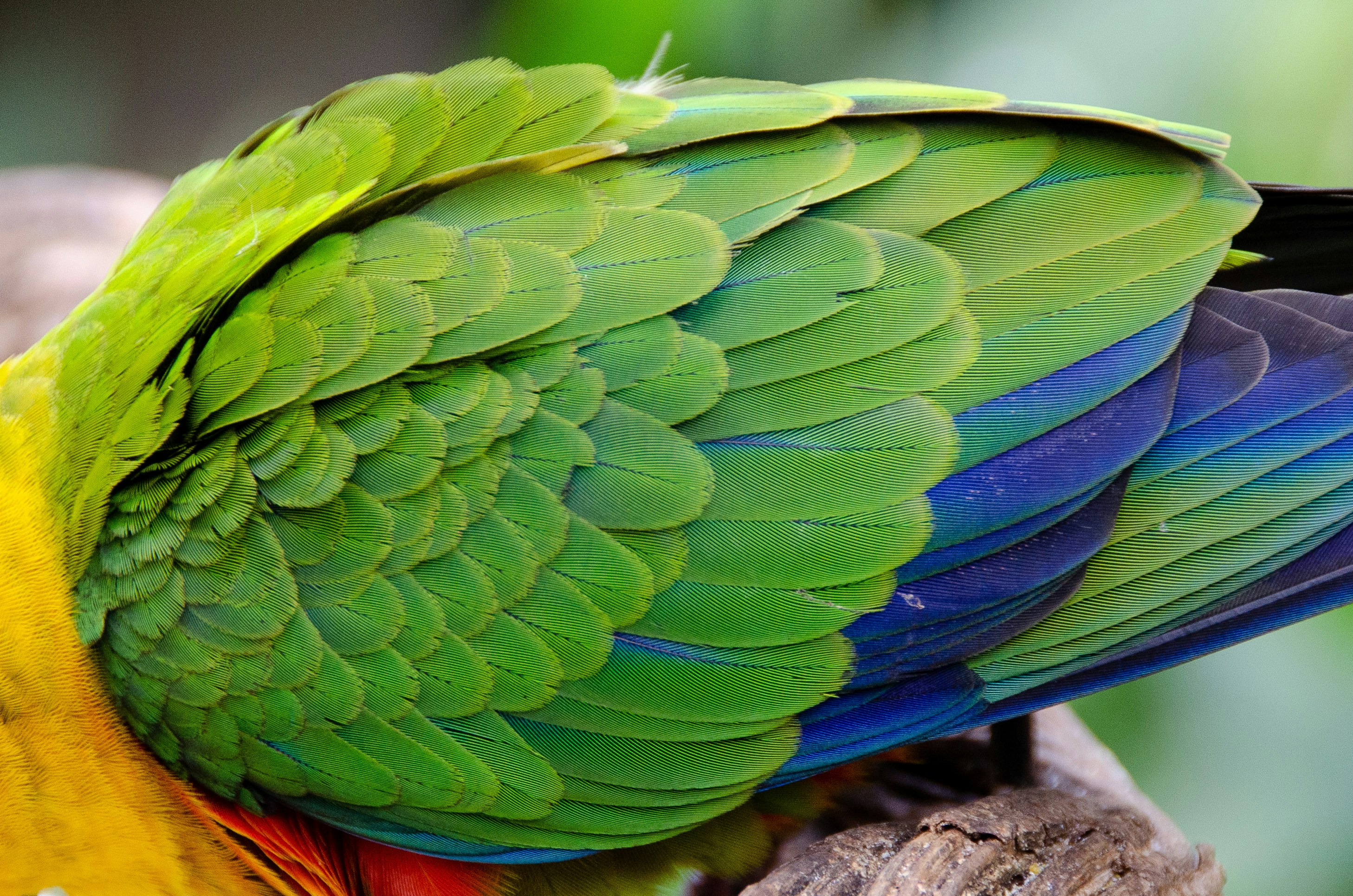 Emerald Tapestry: Close-Up on a Parrot's Feather Quilt