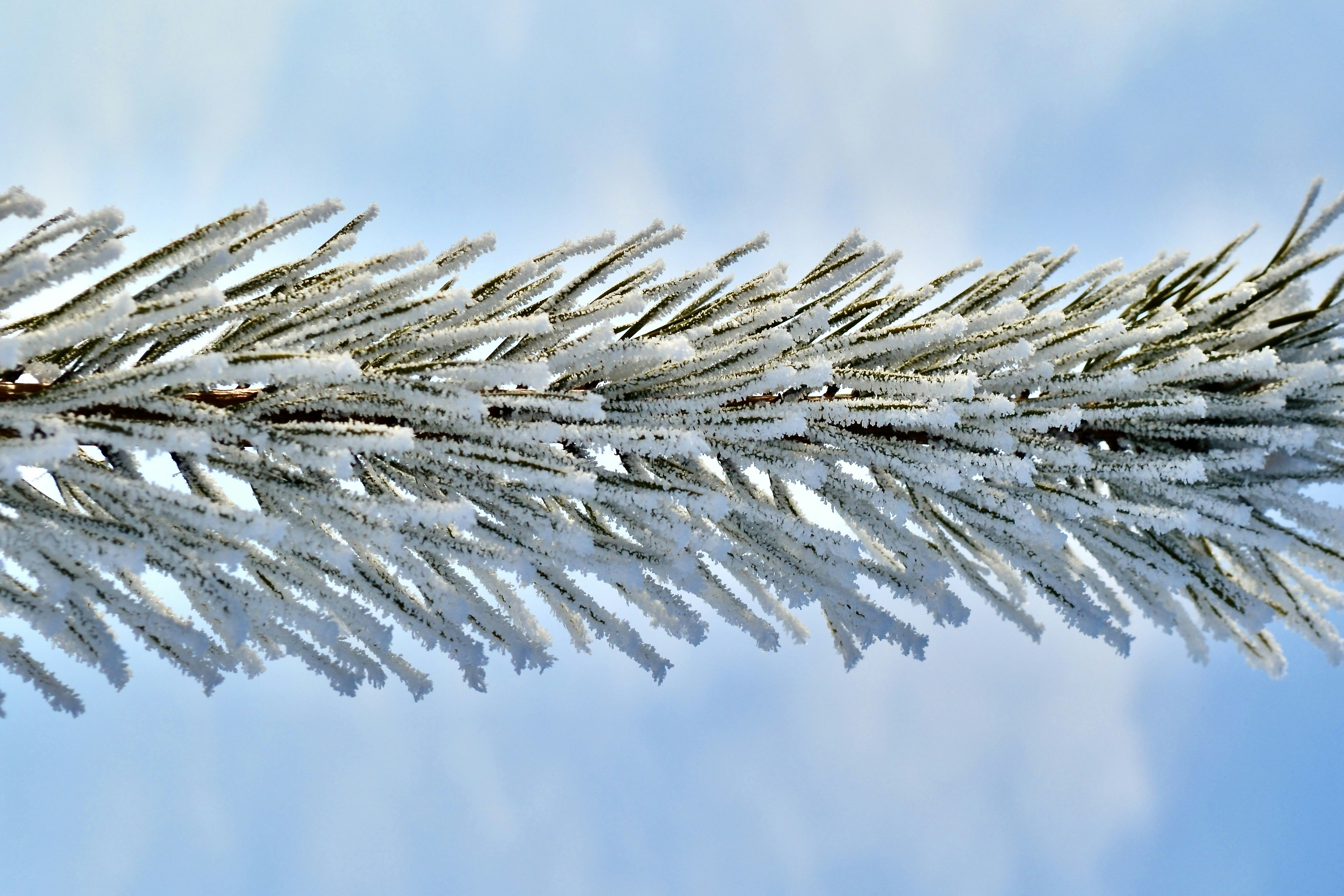 Frost-covered pine needles glistening against a soft blue sky, showcasing winter's delicate beauty.