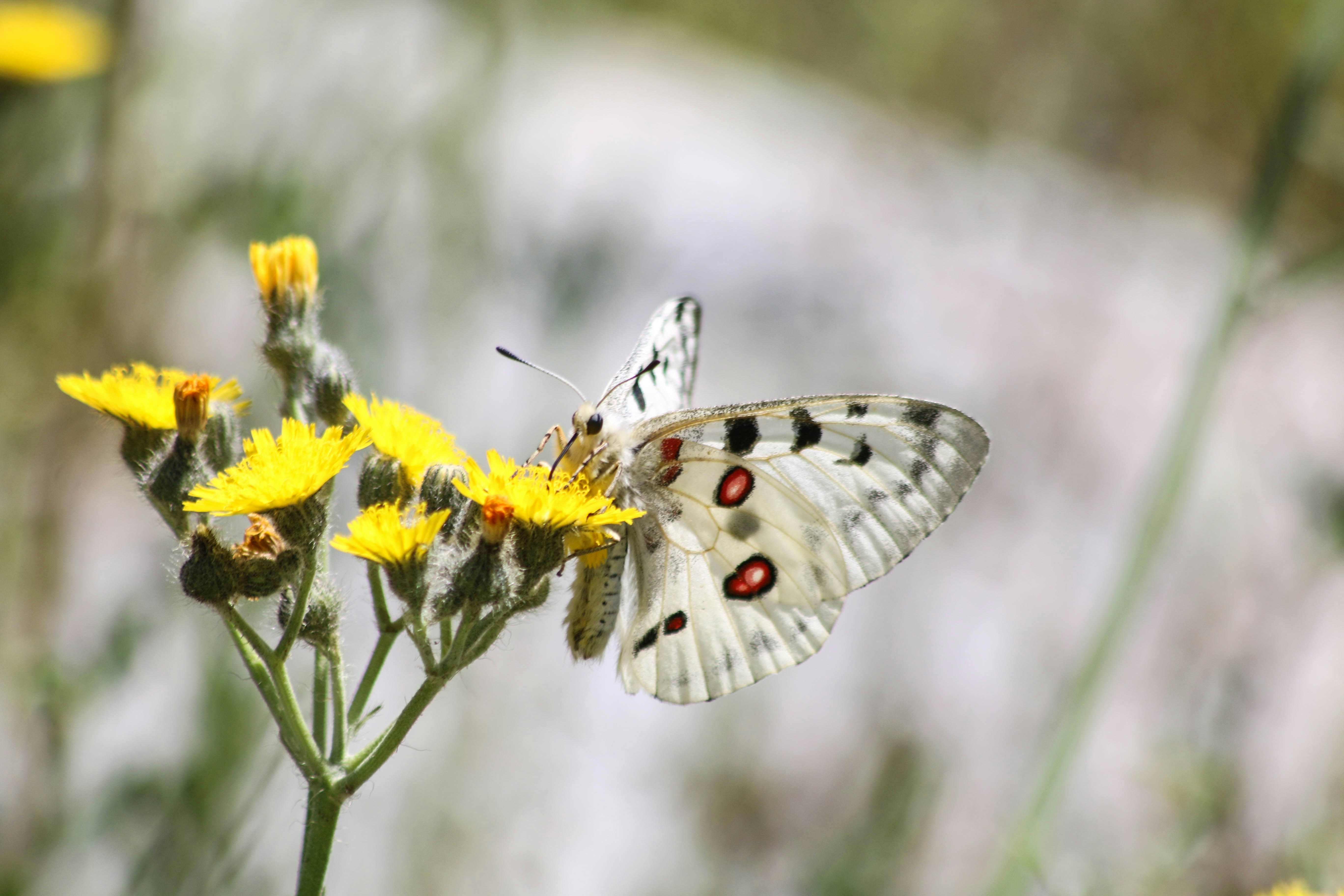 Nectar Pause on Ragwort: a white butterfly amid sunlit yellow blooms