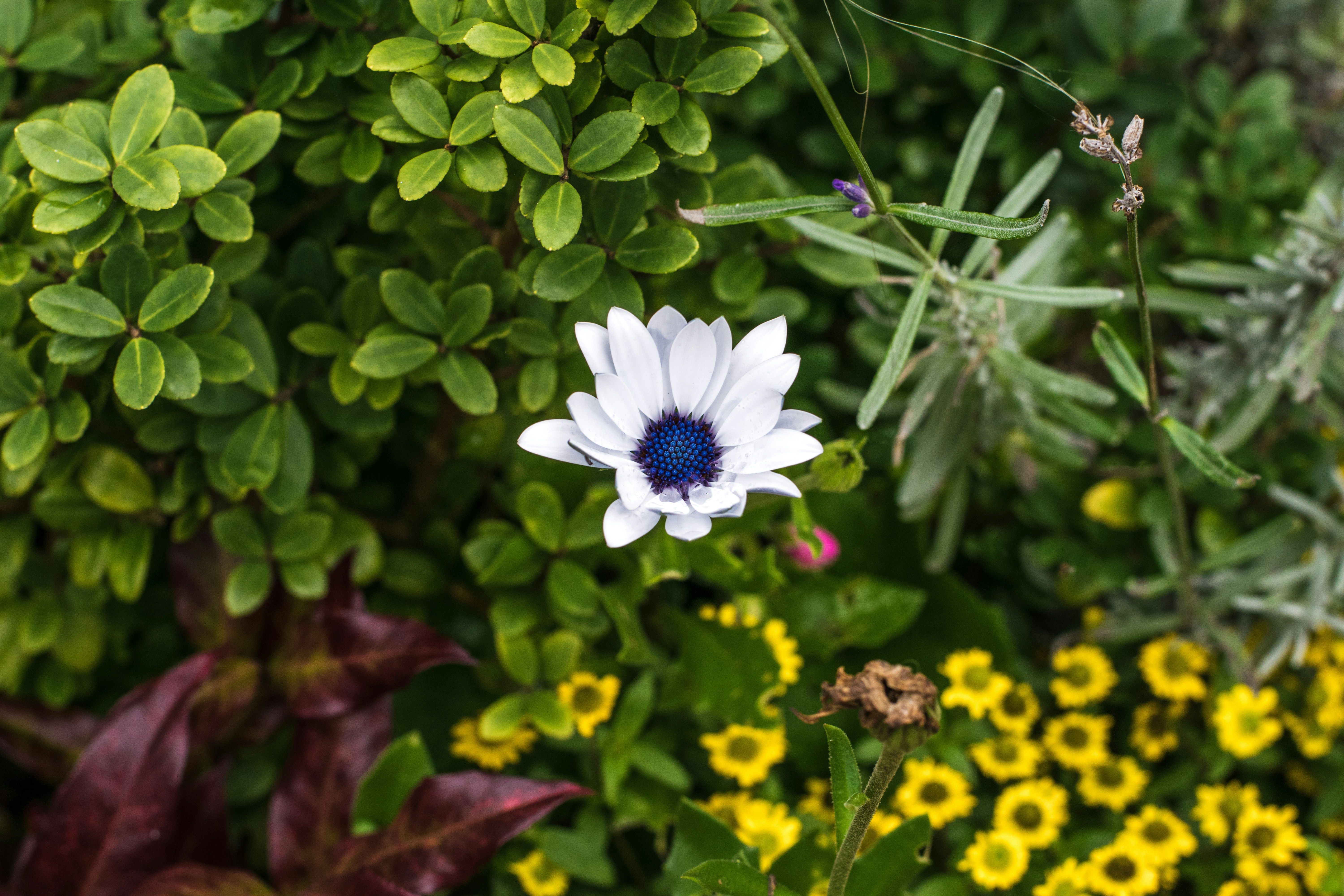 Azure-centered African Daisy Anchors a Sunlit Border of Green and Gold