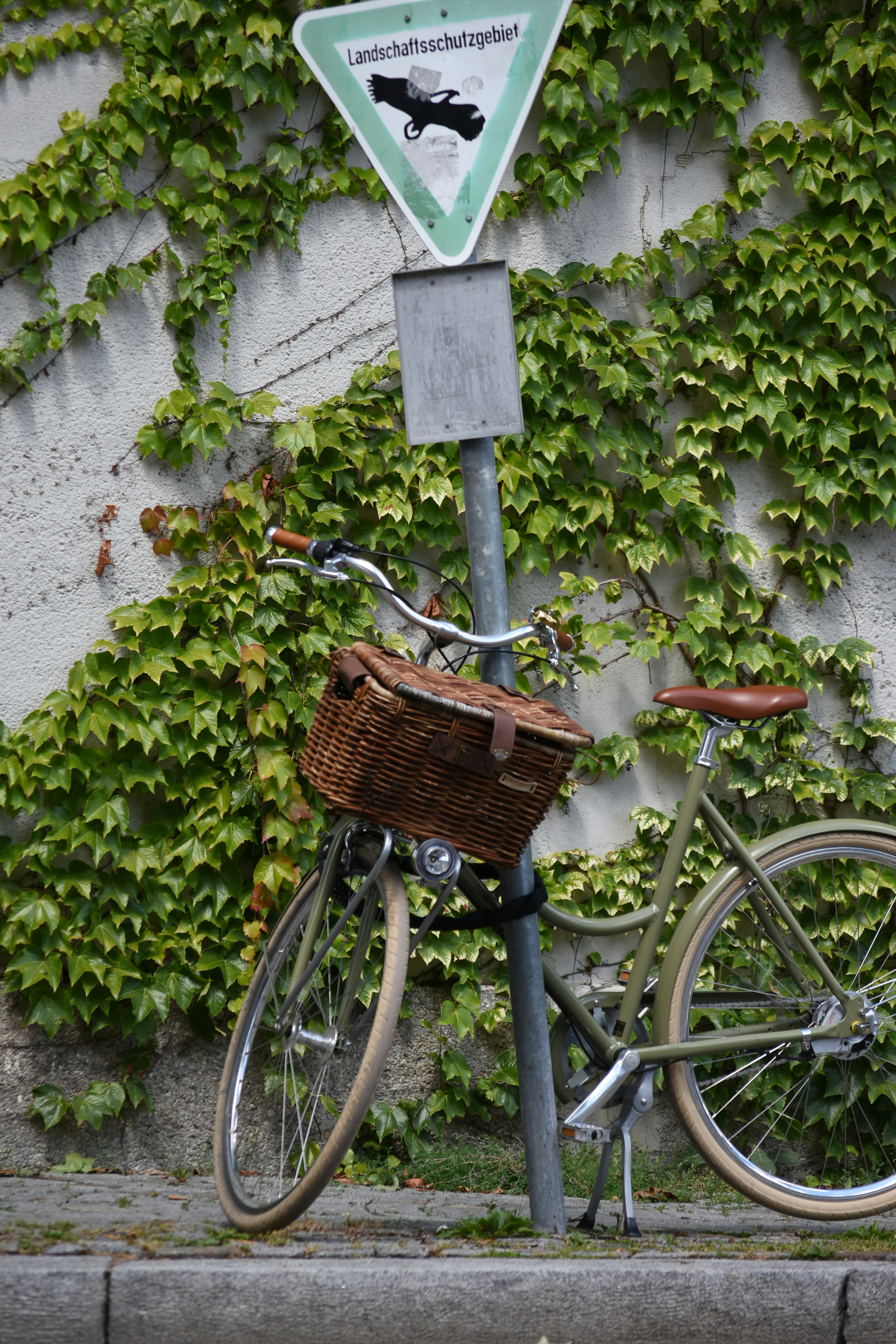 Ivy-Wrapped Bicycle with Wicker Basket by a Quiet Street Sign
