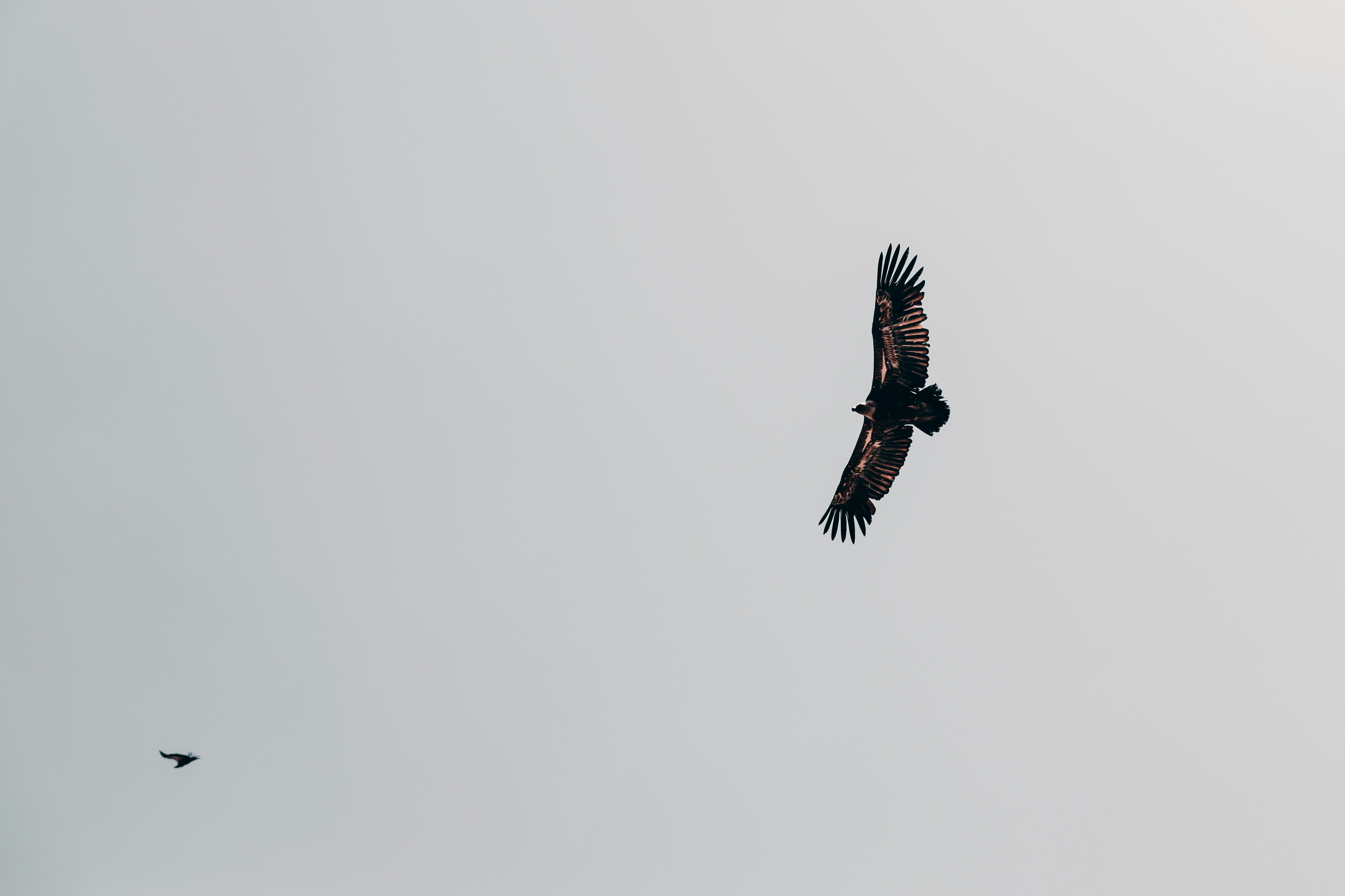 Majestic Wingscale: A lone raptor and a distant companion carve the pale sky