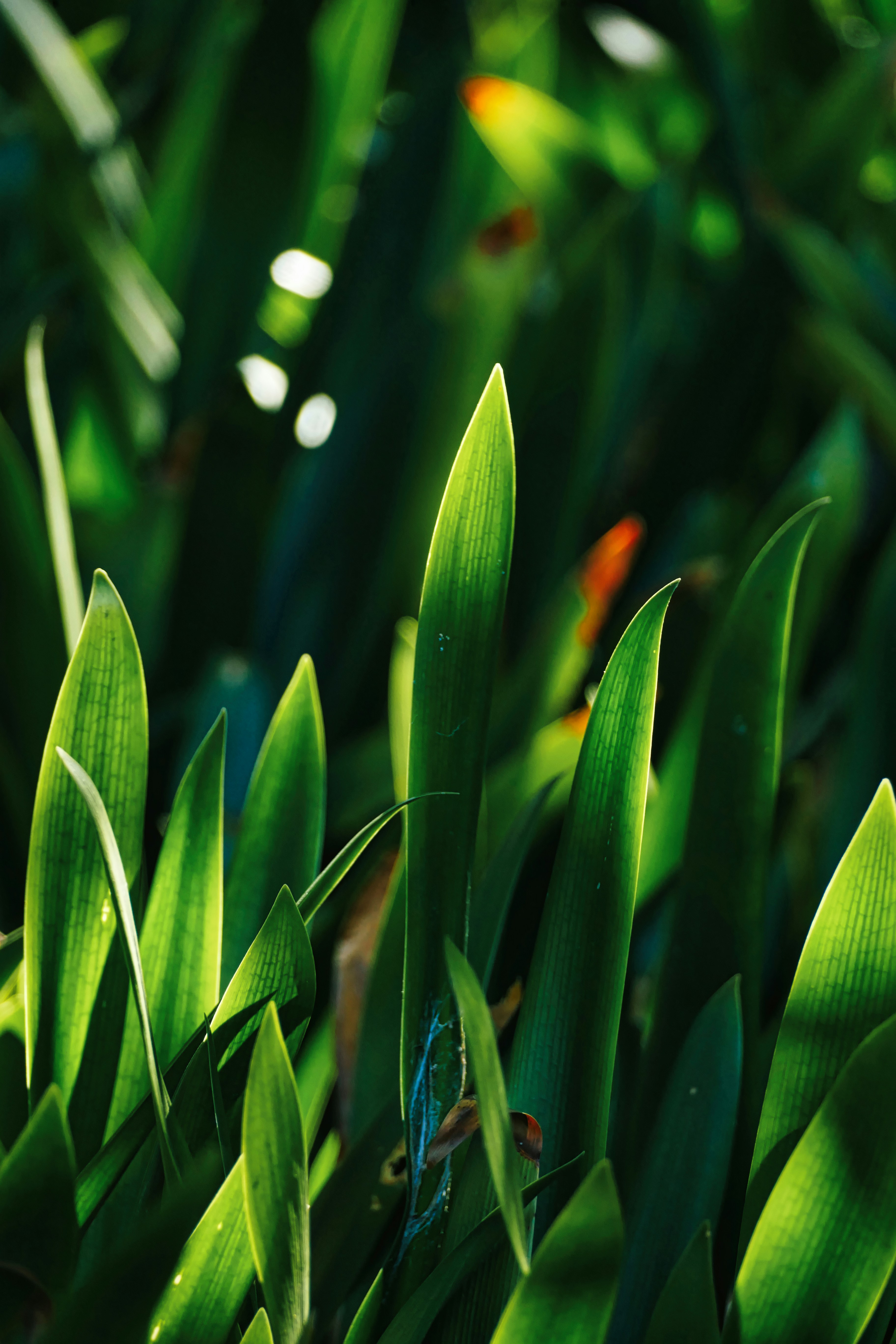 Close up photo of planet leaves lit with sunlight