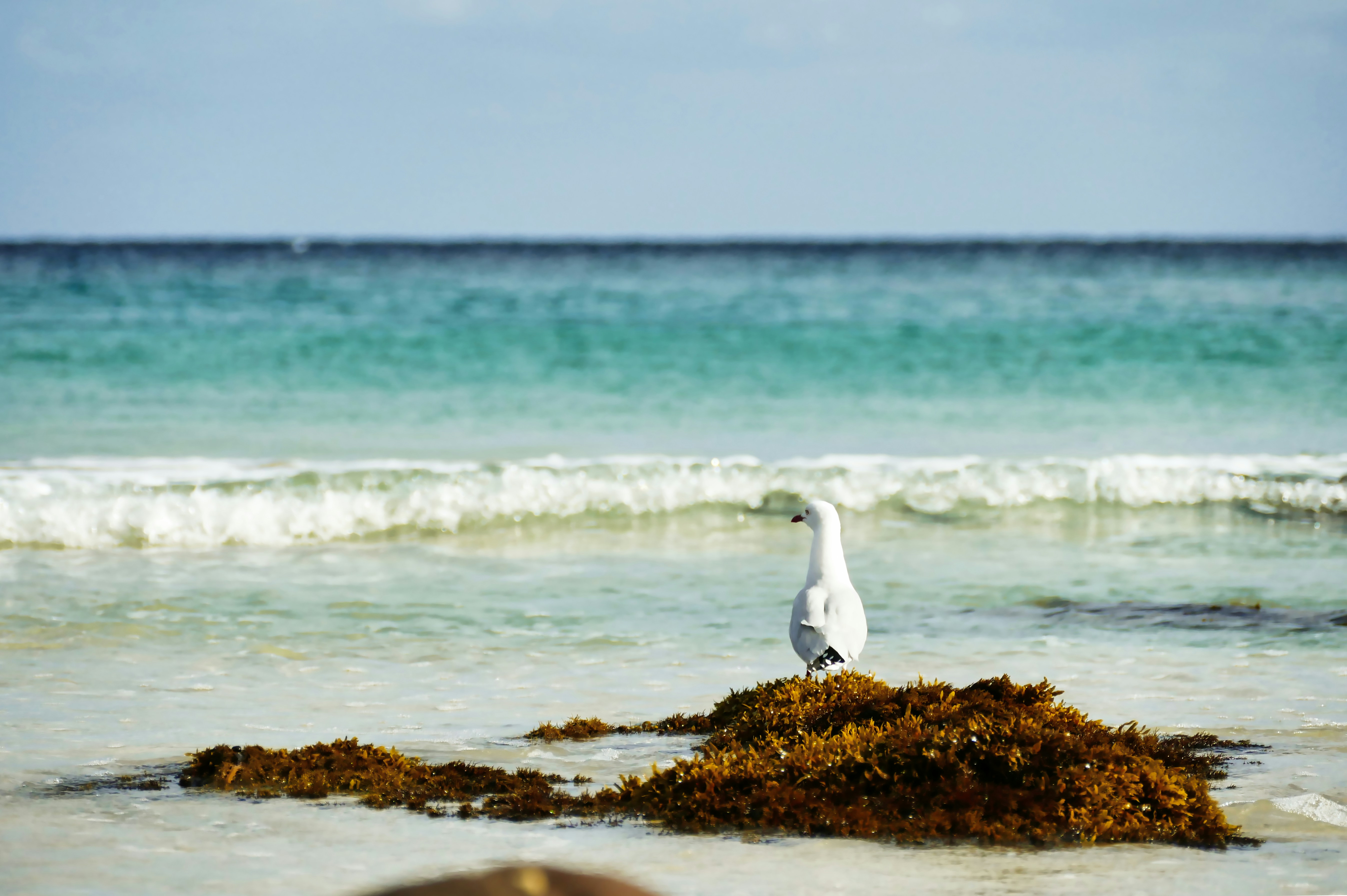 Seagull Poised on Seaweed Ridge Beneath a Caribbean Horizon