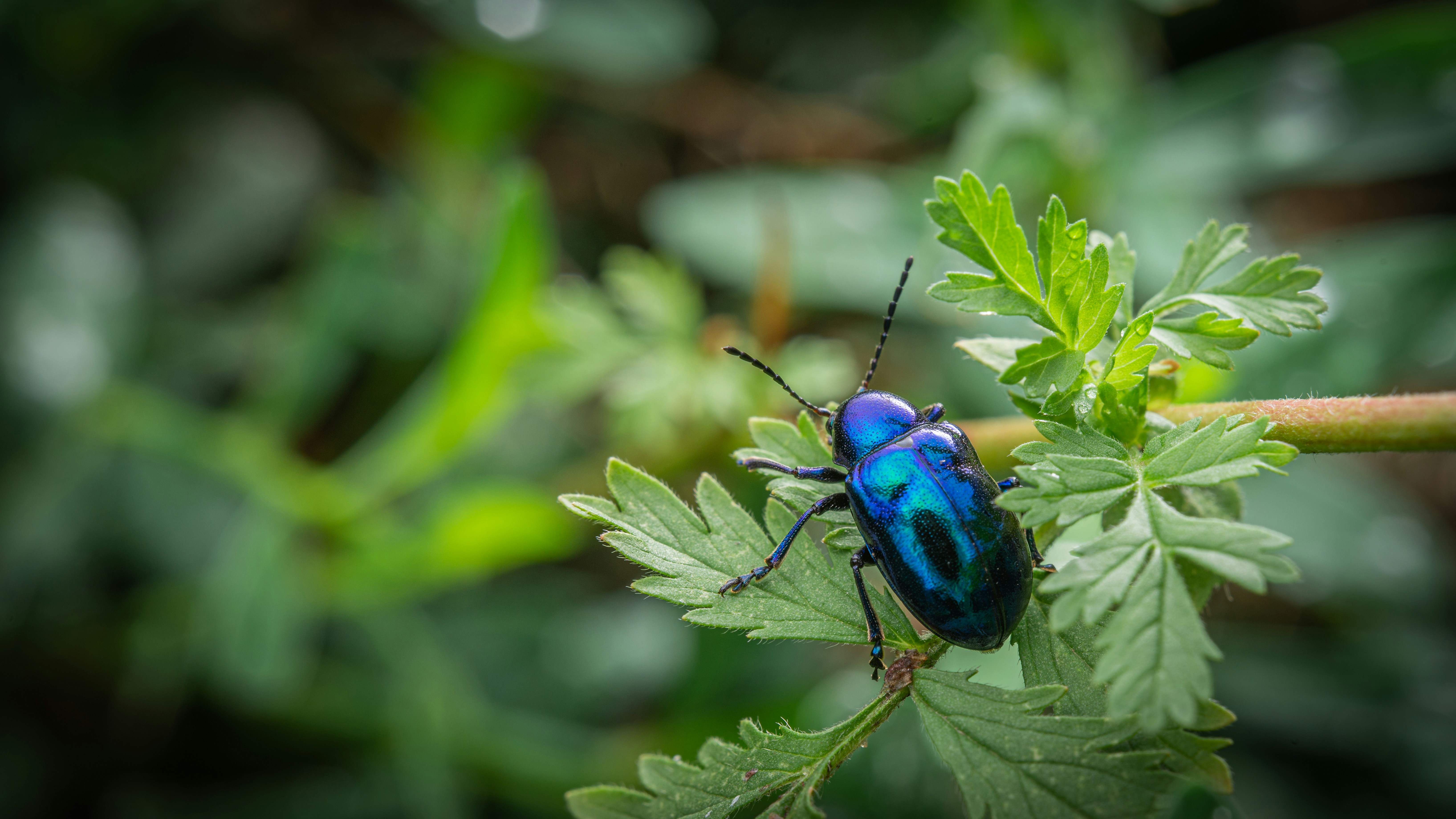 Azure Jewel Beetle on a Serrated Leaf