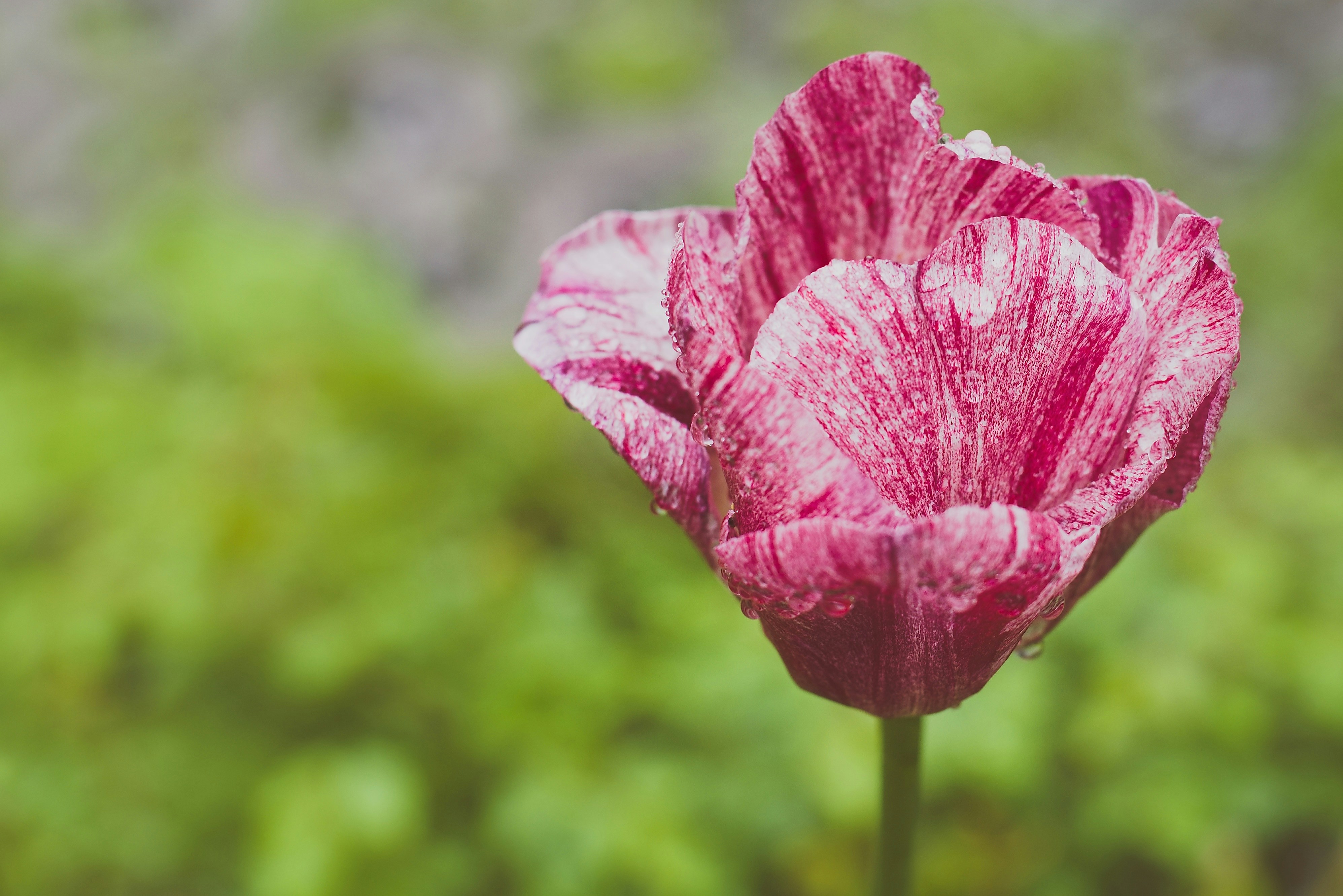 Pink Tulip in Focus: Textured Petals Against a Soft Green Backdrop