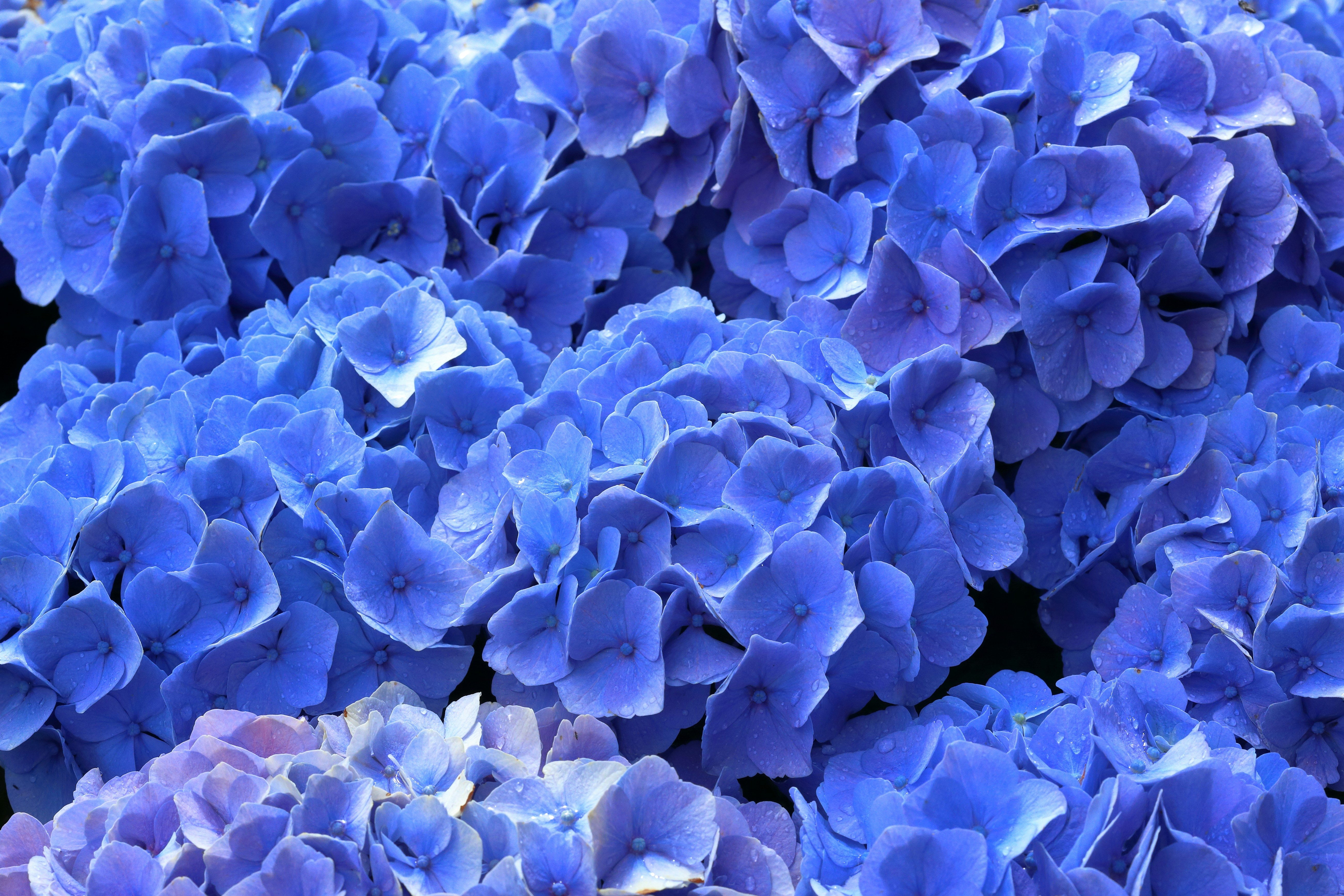 A Symphony of Blue Blossoms