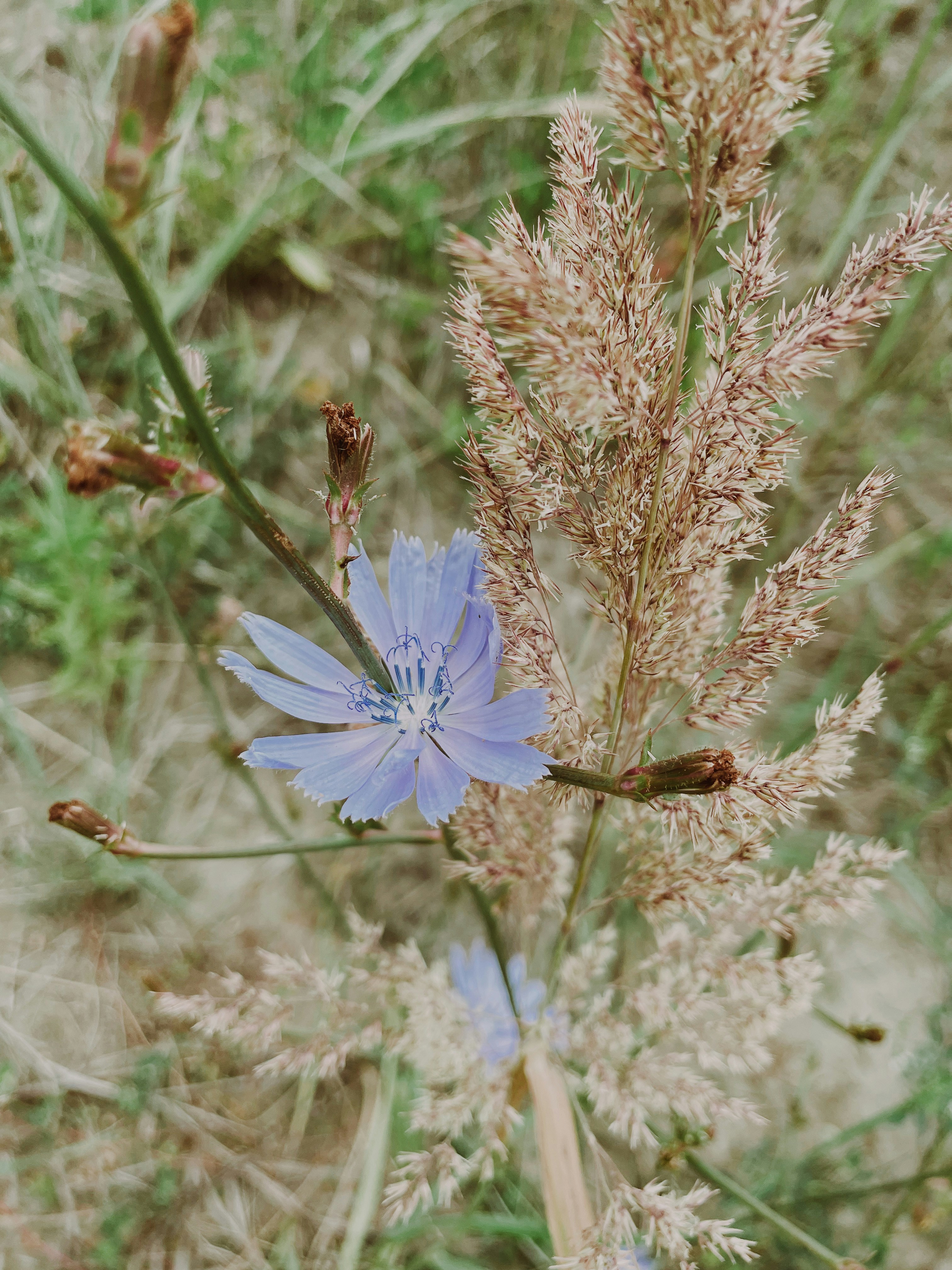 a close up of a flower