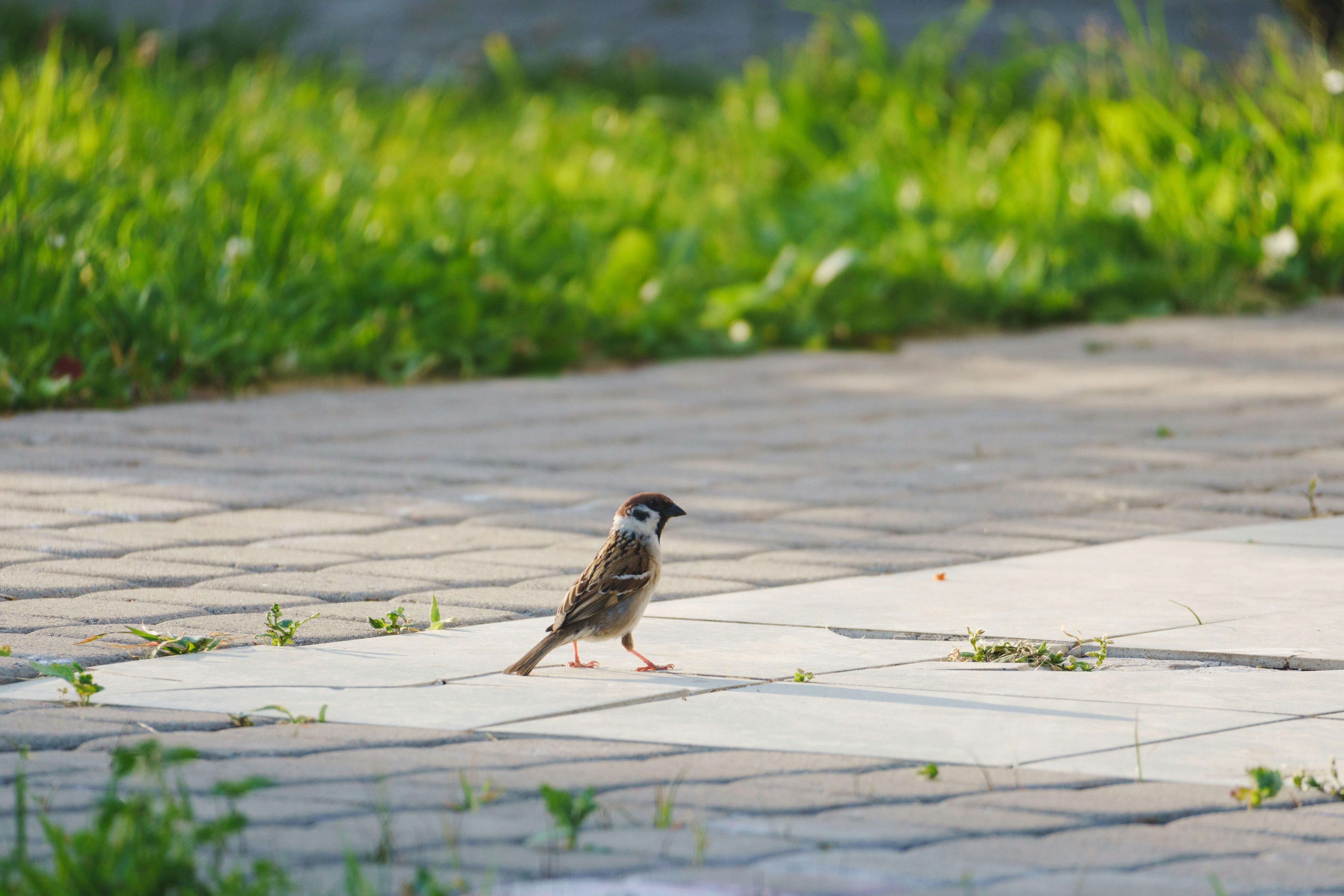 Sunlit Pavement Sentinel: A Tiny Finch on a Quiet Path
