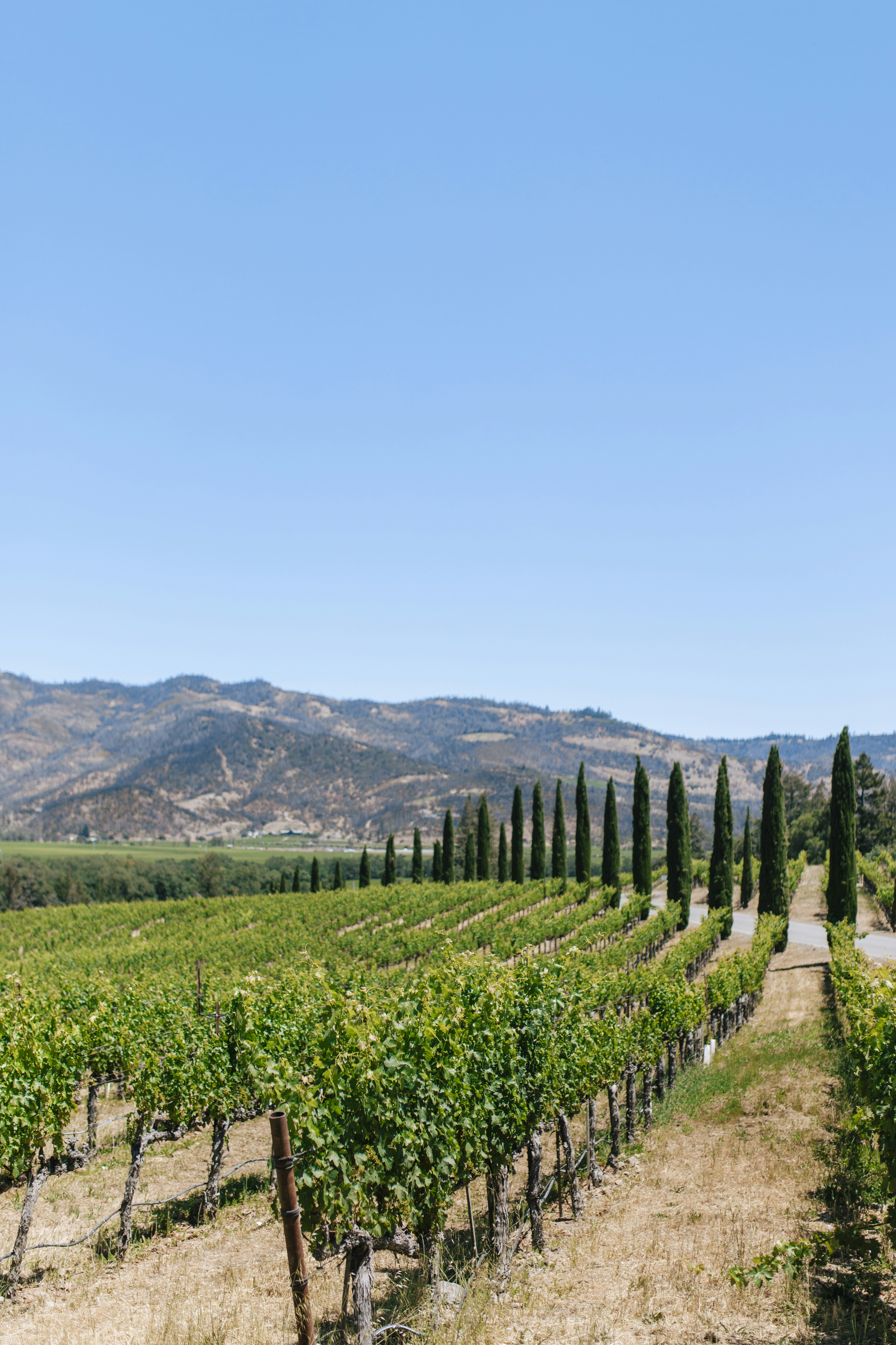 Lush vineyard rows stretch towards distant mountains under a clear blue sky. Tall cypress trees line the path, enhancing the scenic landscape.