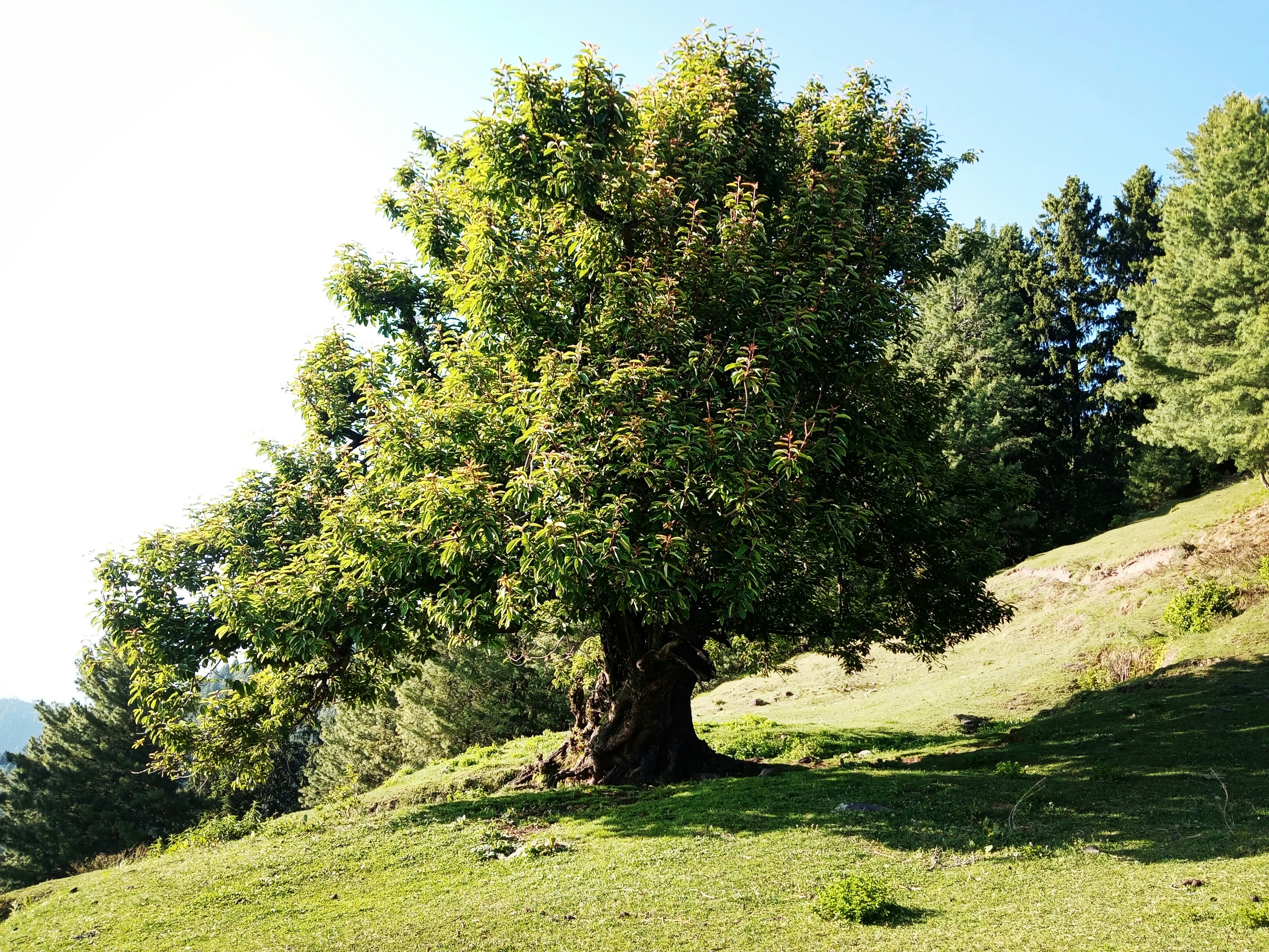 A tree in a grassy area photo – Free Kanshian forest Image on Unsplash
