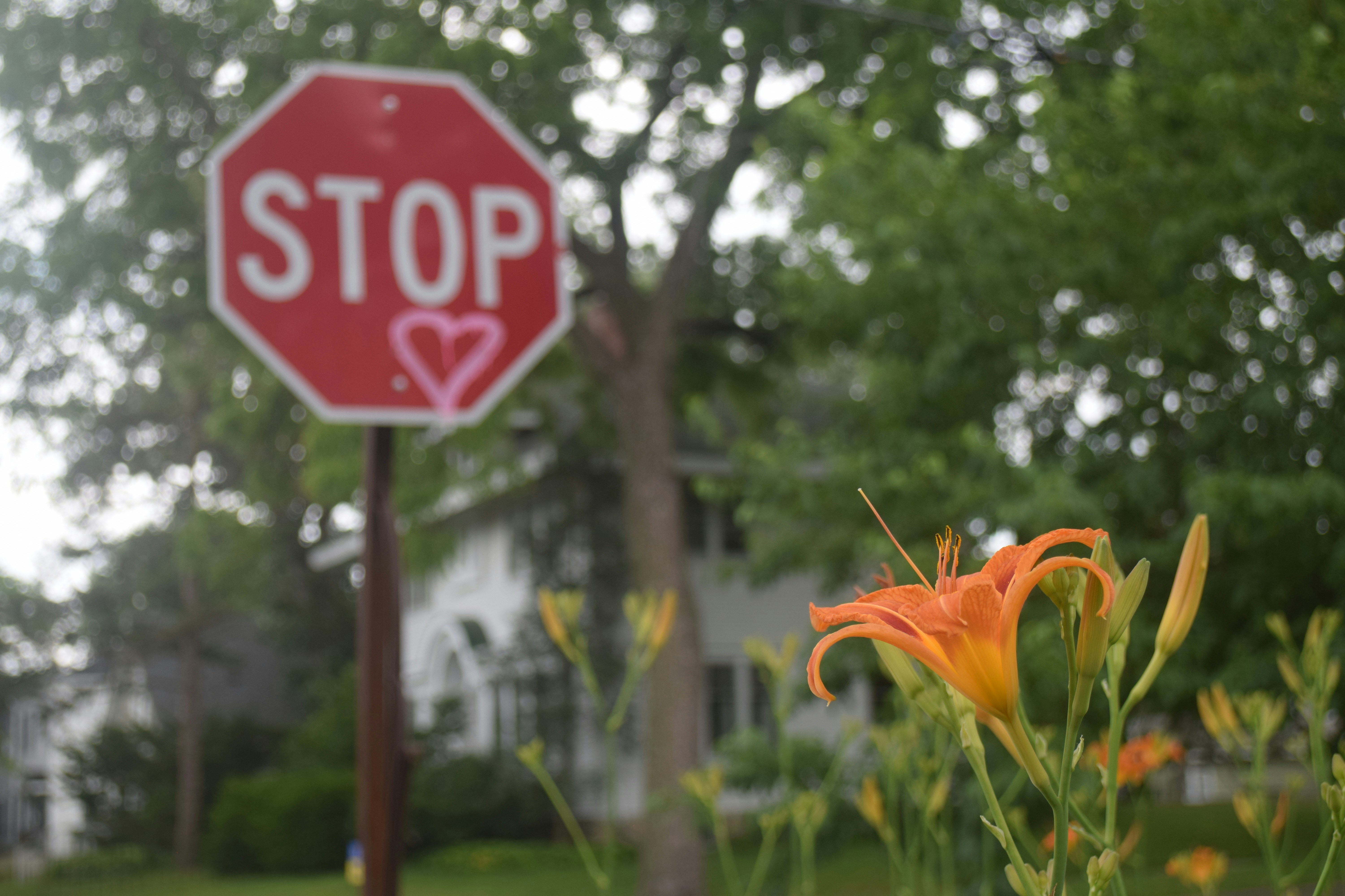 A stop sign next to a flower photo – Free Flower Image on Unsplash
