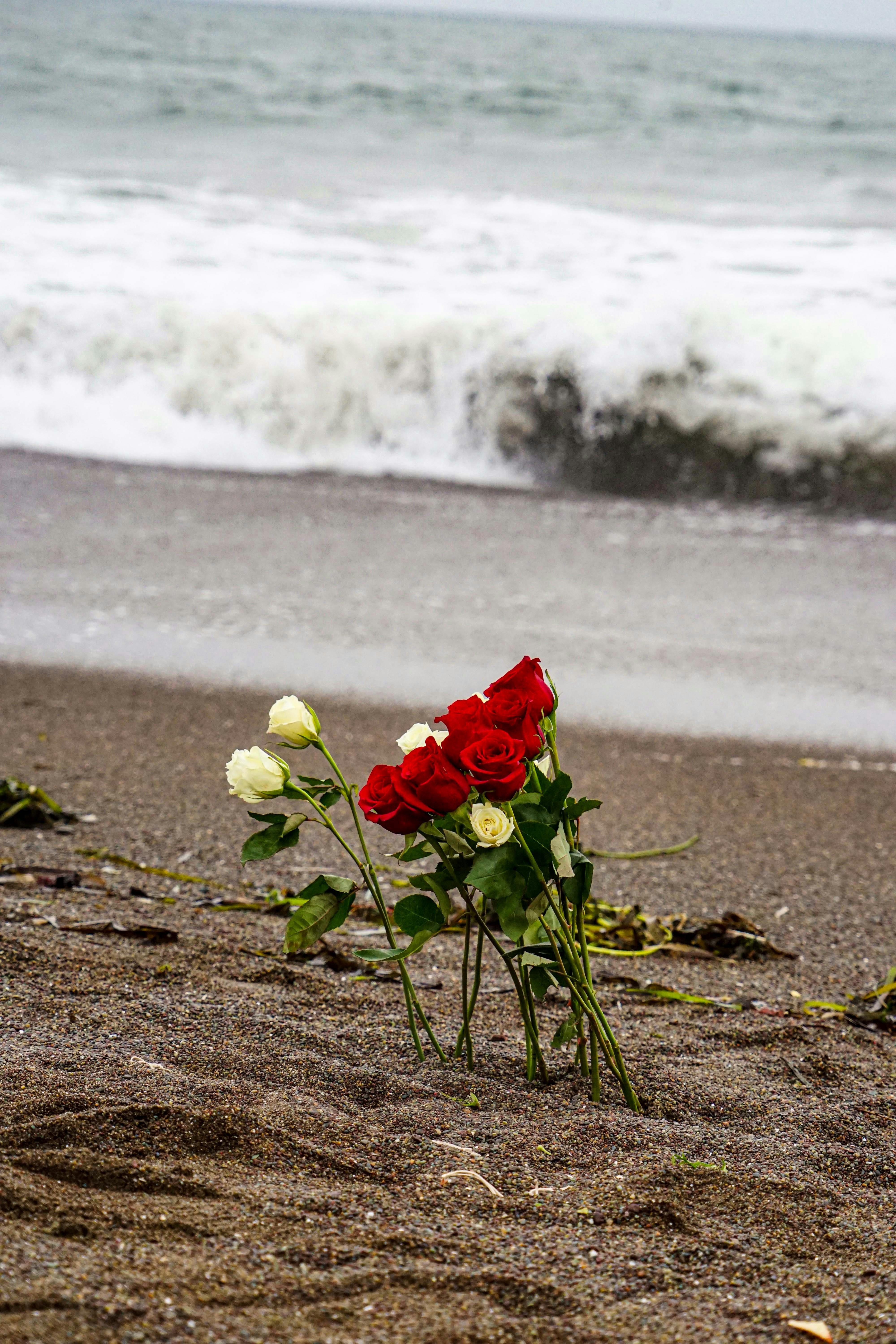 A group of flowers on a beach photo – Free Rodeo beach Image on Unsplash