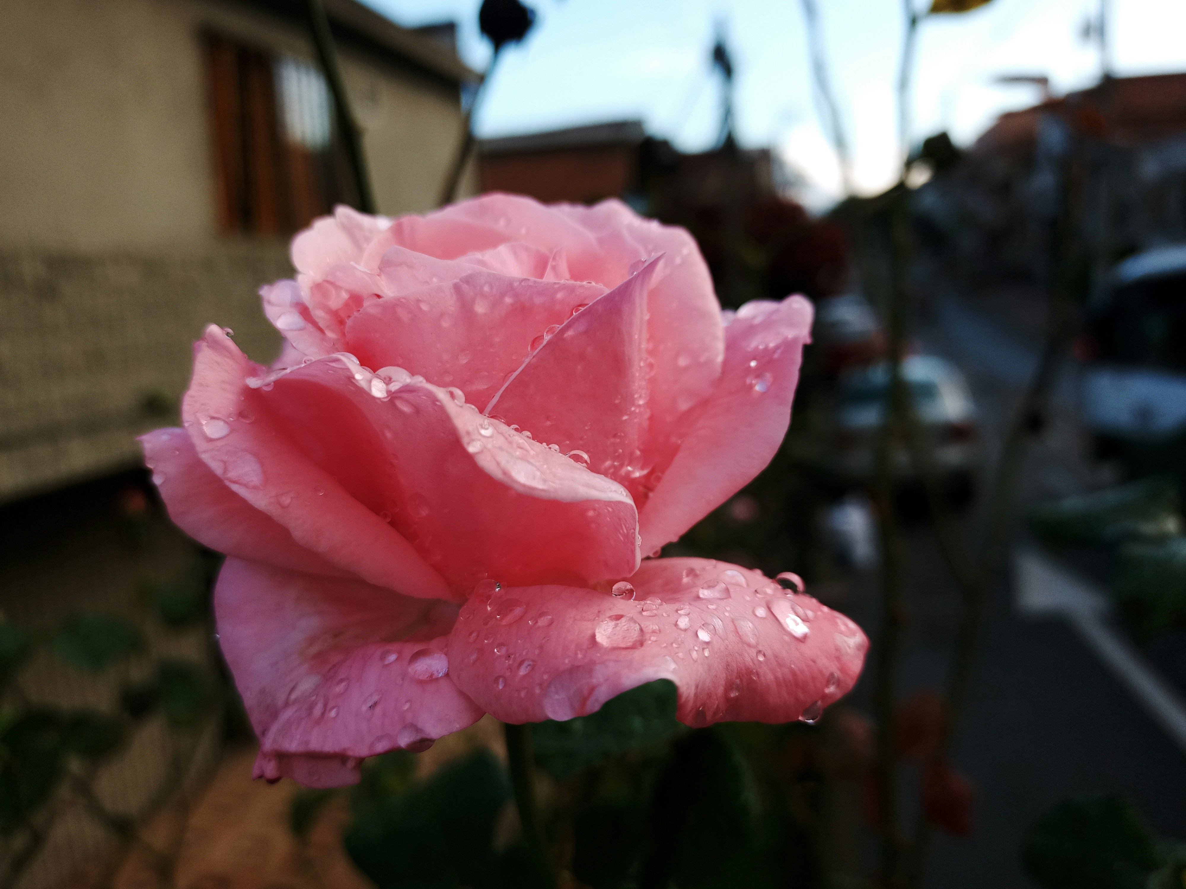 Une fleur rose avec un centre blanc photo – Photo La piñuela Gratuite ...