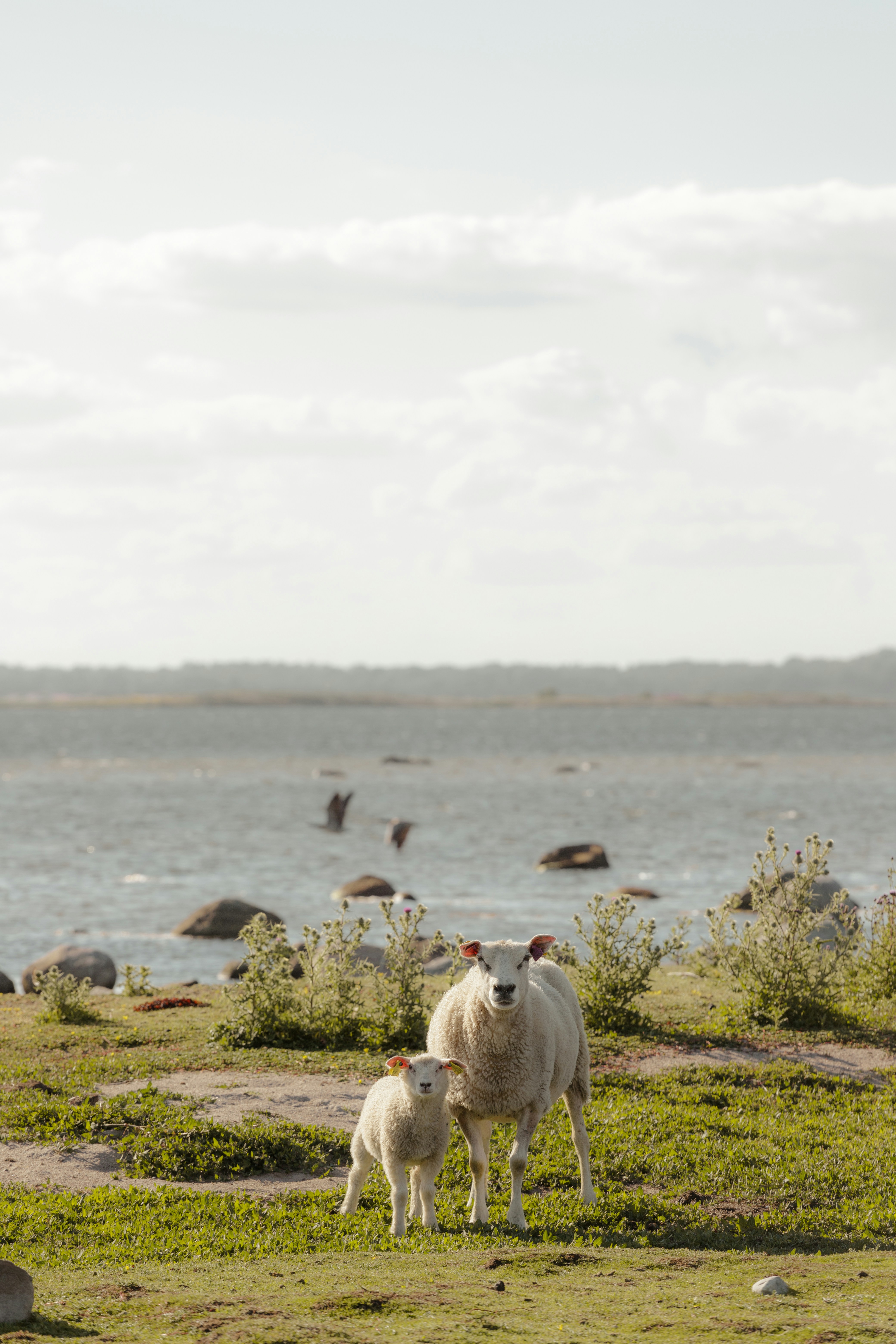 Two Sheep in a Shoreline Meadow Under Soft Light