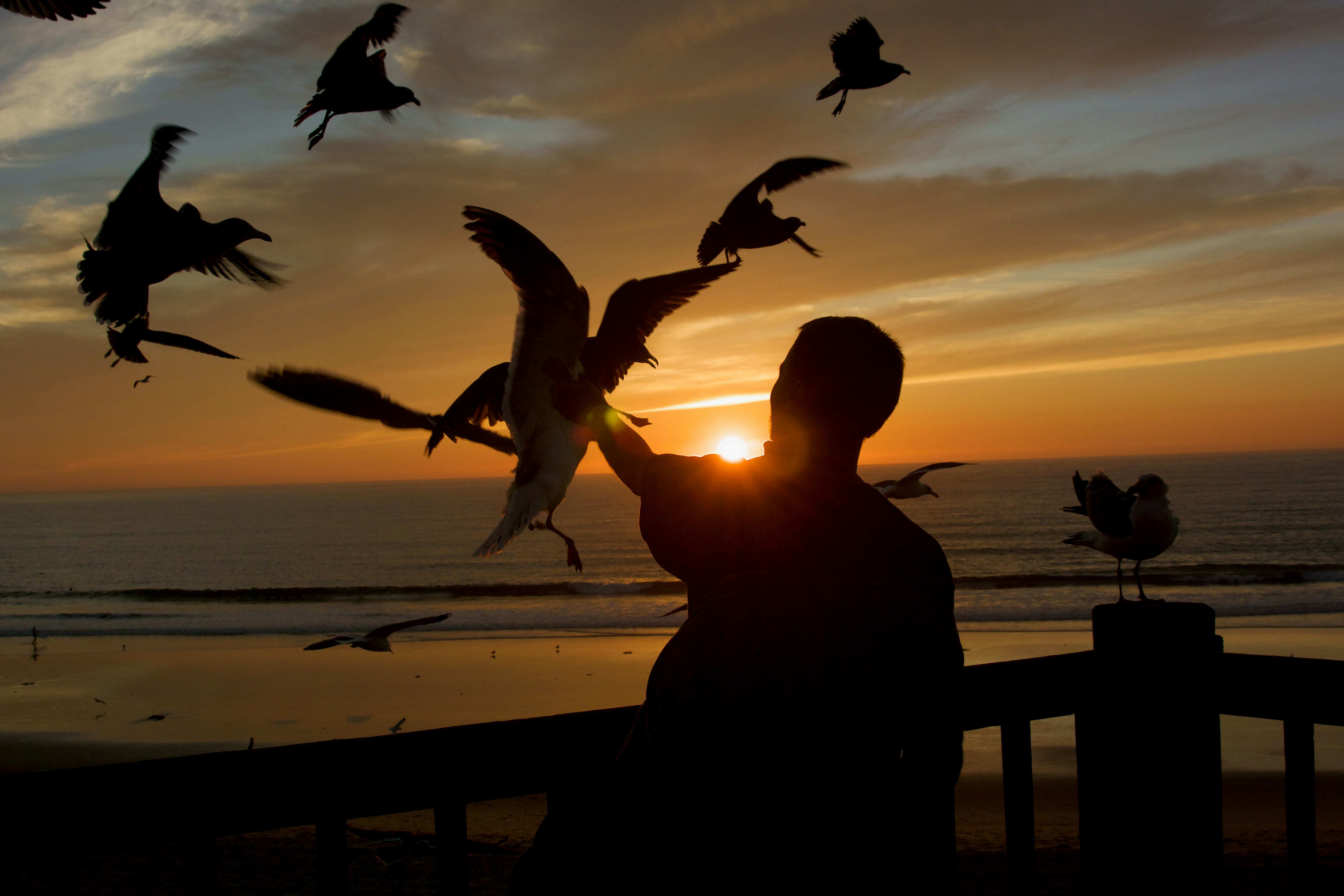 A person watching birds fly photo – Free Mission beach Image on Unsplash