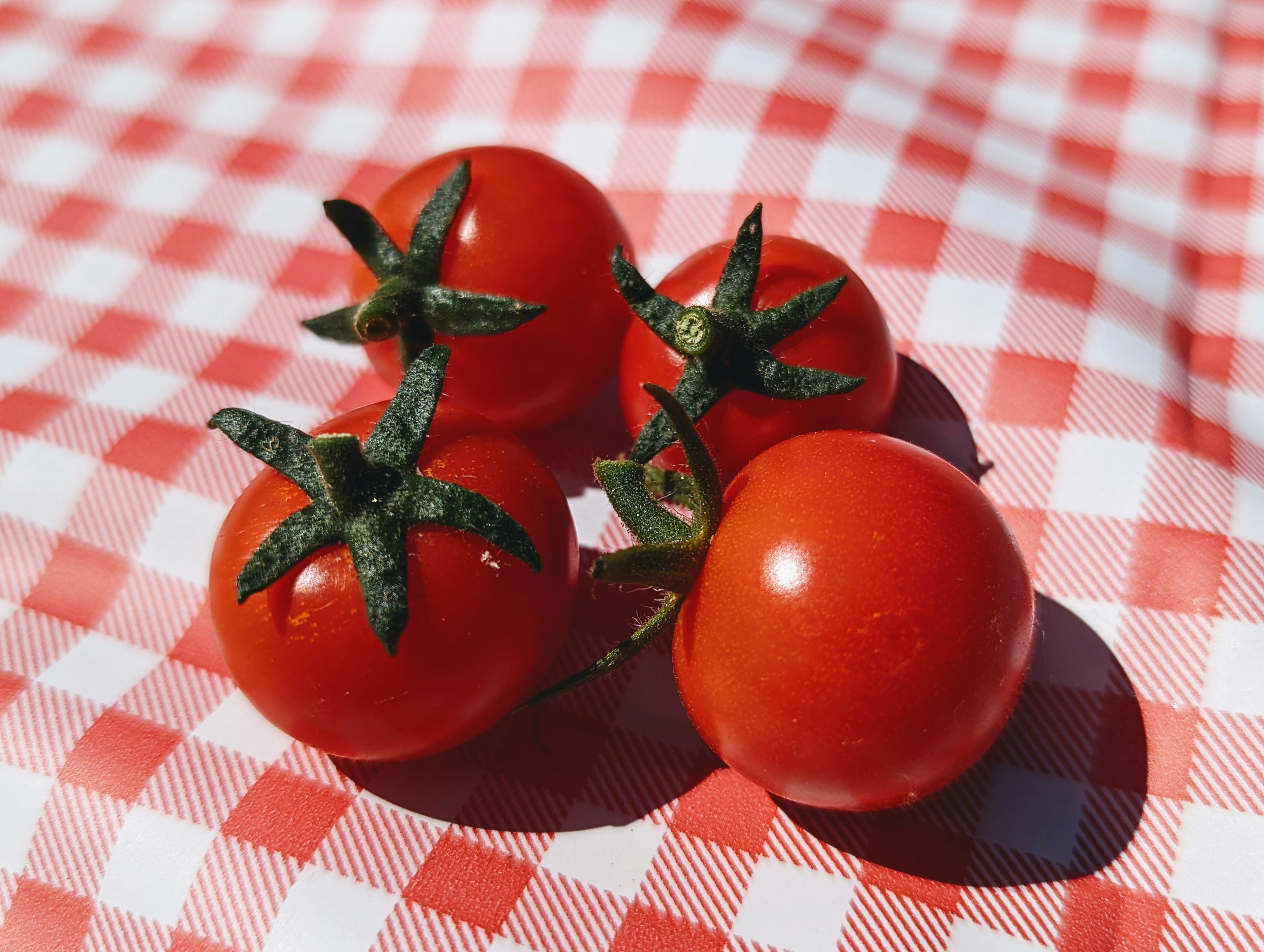 Freshly harvested cherry tomatoes on a picnic tablecloth | a group of tomatoes on a plate