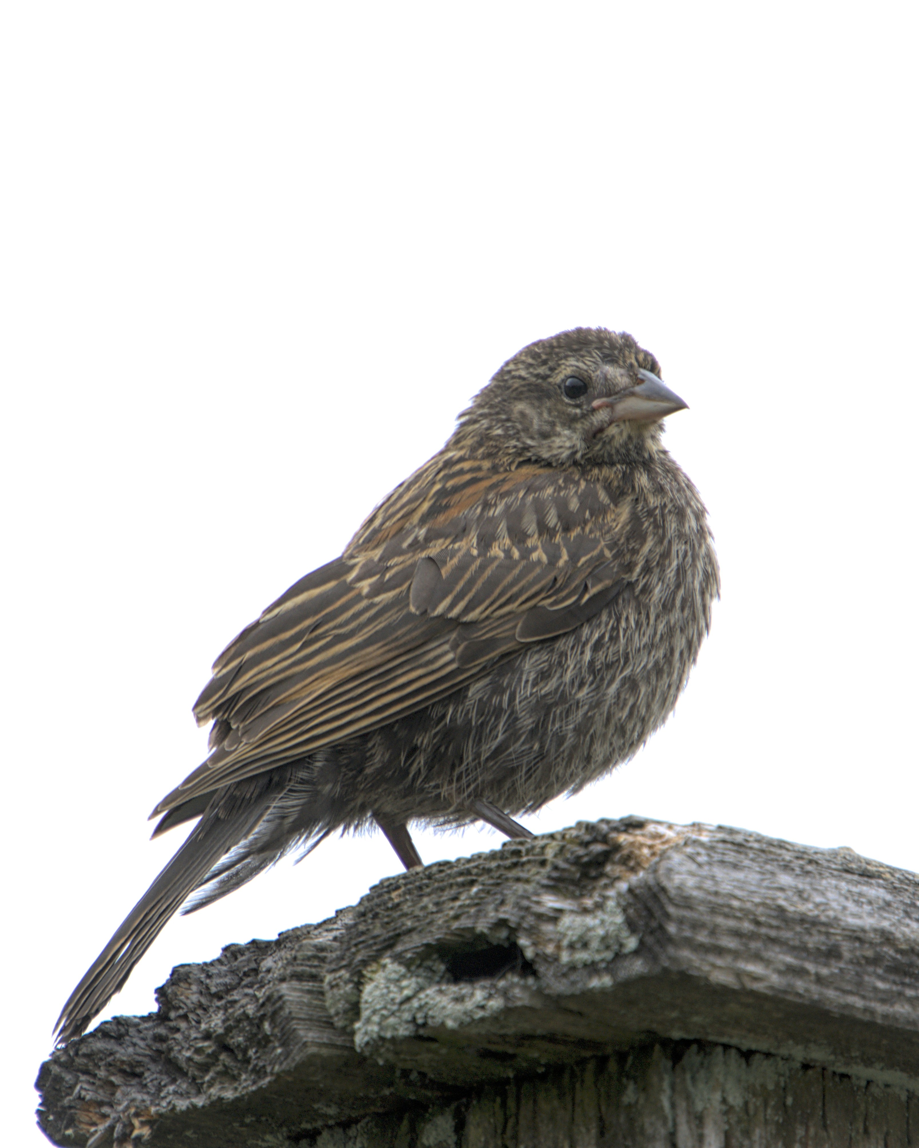A bird on a log photo – Free Grey Image on Unsplash