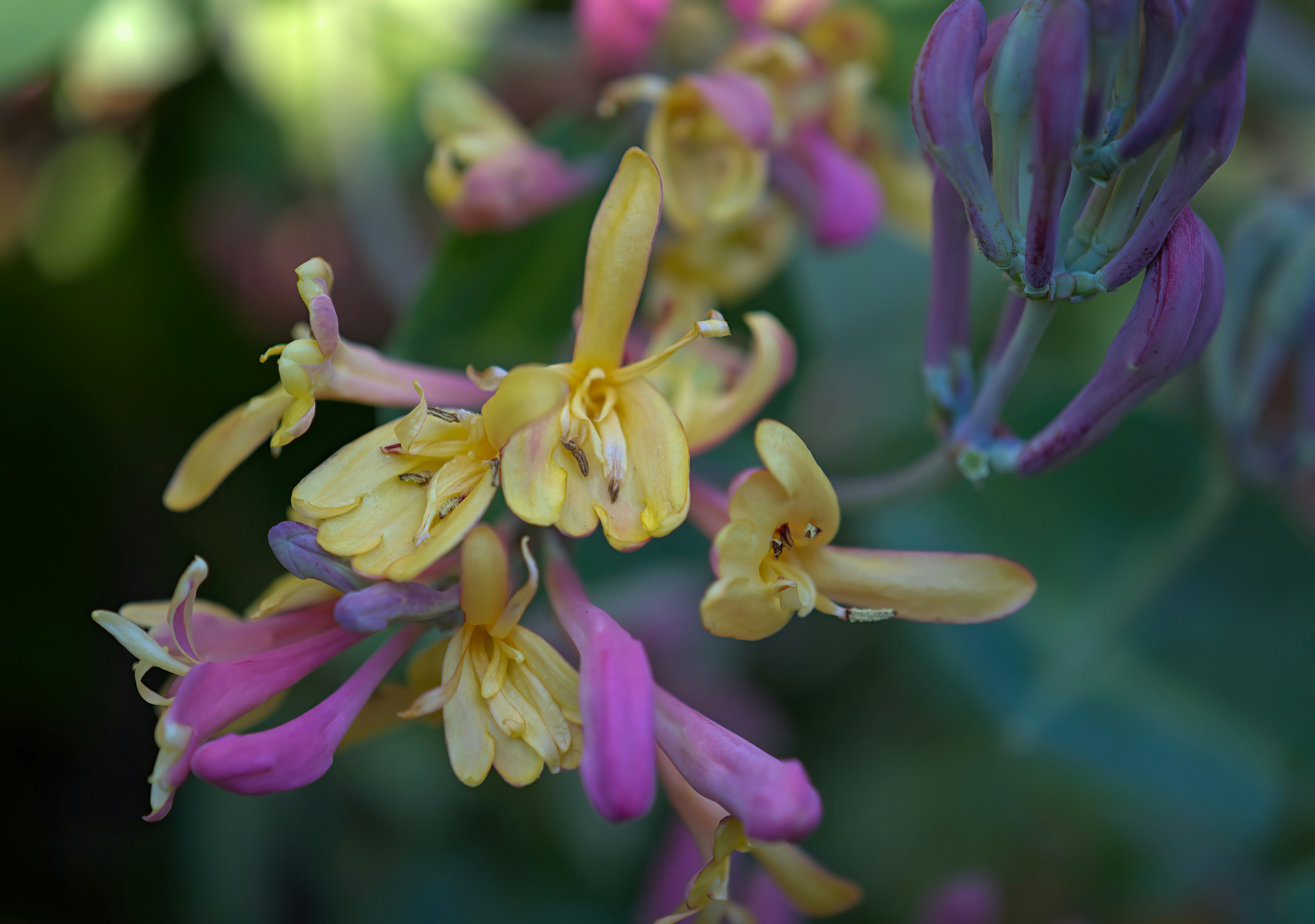 Whispers of Floral Harmony